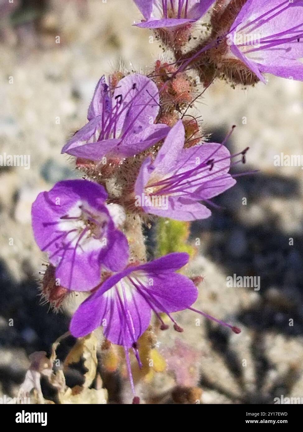 Notch-leaf Scorpionweed (Phacelia crenulata) Plantae Stock Photo - Alamy
