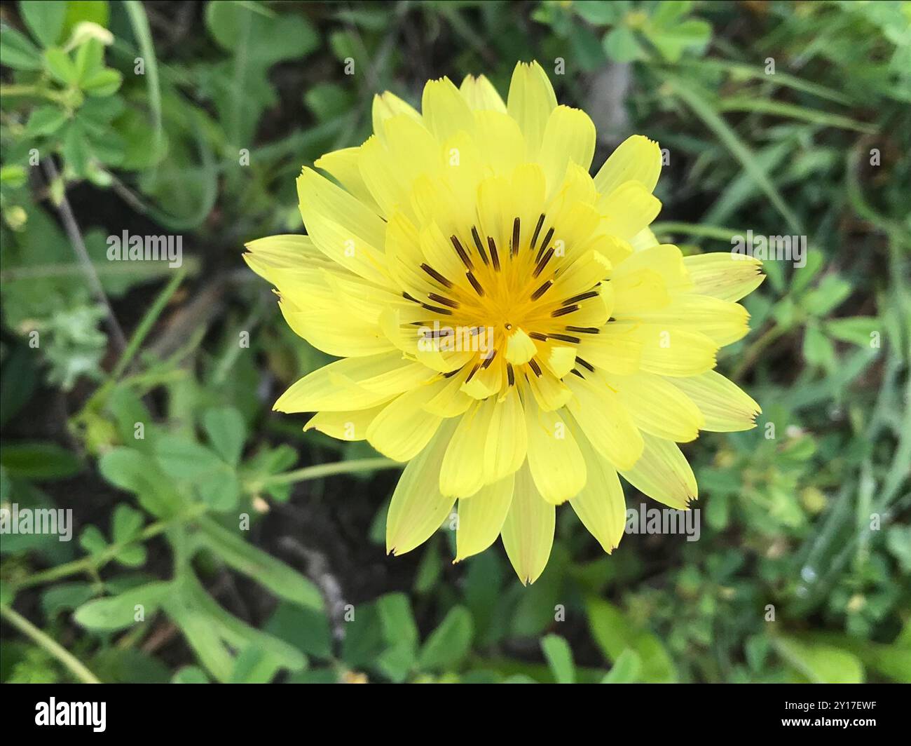 smallflower desert-chicory (Pyrrhopappus pauciflorus) Plantae Stock ...