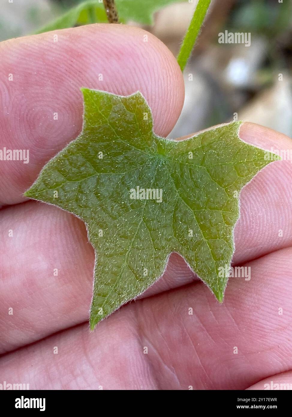 moonseed (Menispermum canadense) Plantae Stock Photo - Alamy