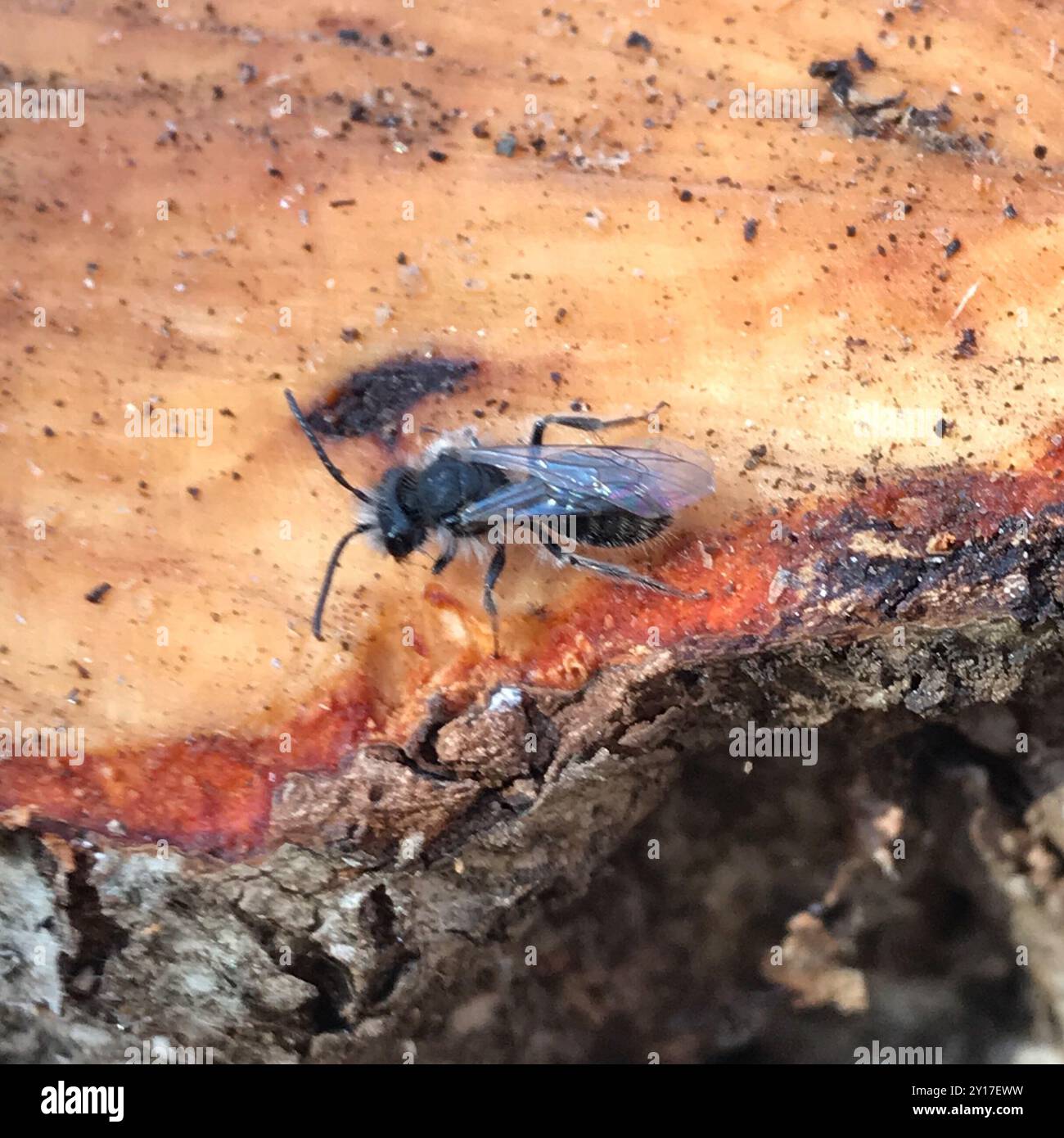 Mining Bees (Andrena) Insecta Stock Photo - Alamy
