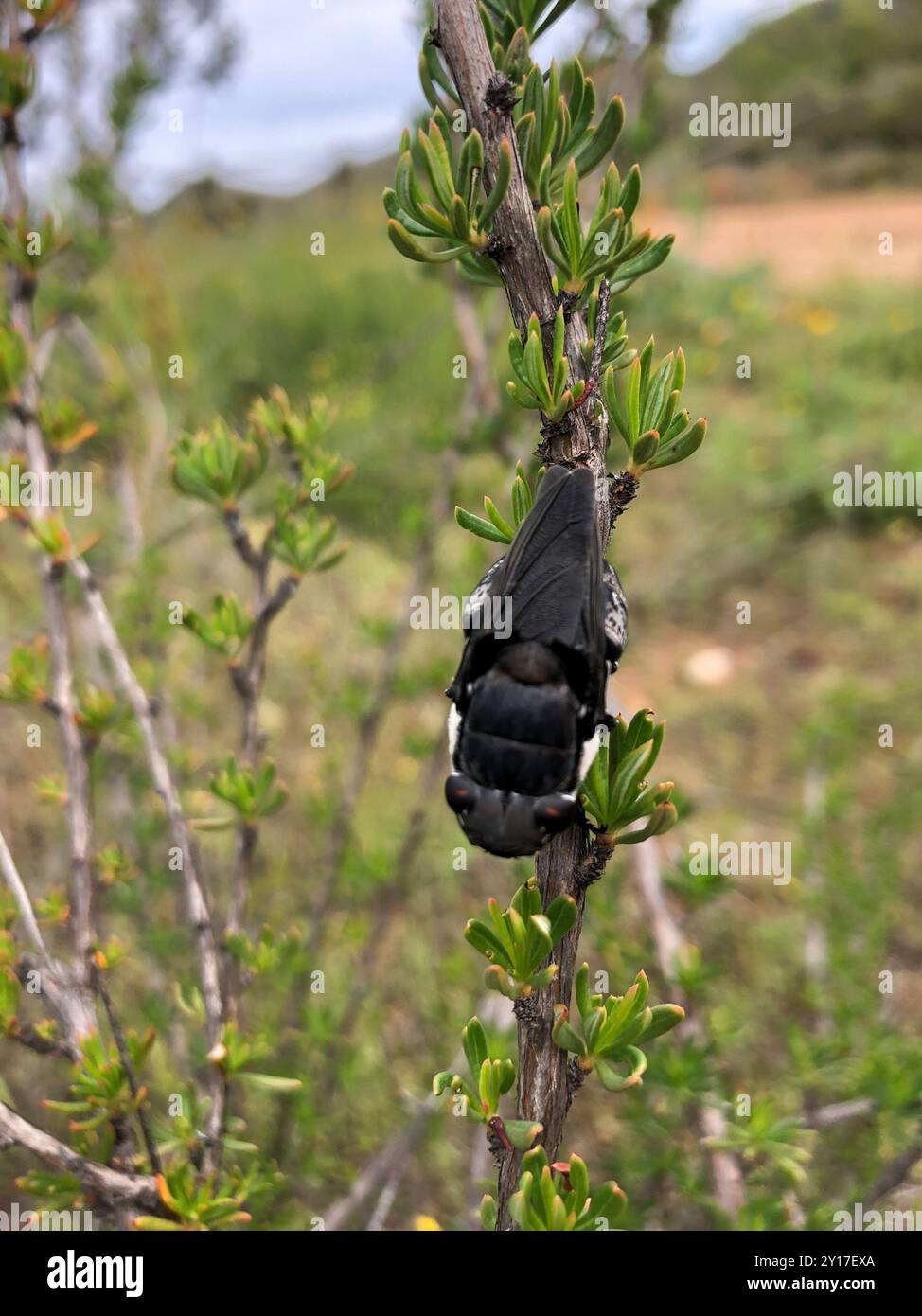 Cuterebra hi-res stock photography and images - Alamy