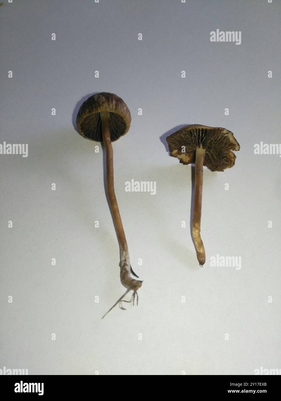 Mower's Mushroom (Panaeolus foenisecii) Fungi Stock Photo - Alamy