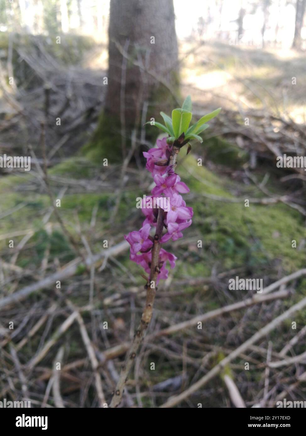 Mezereon (Daphne mezereum) Plantae Stock Photo - Alamy