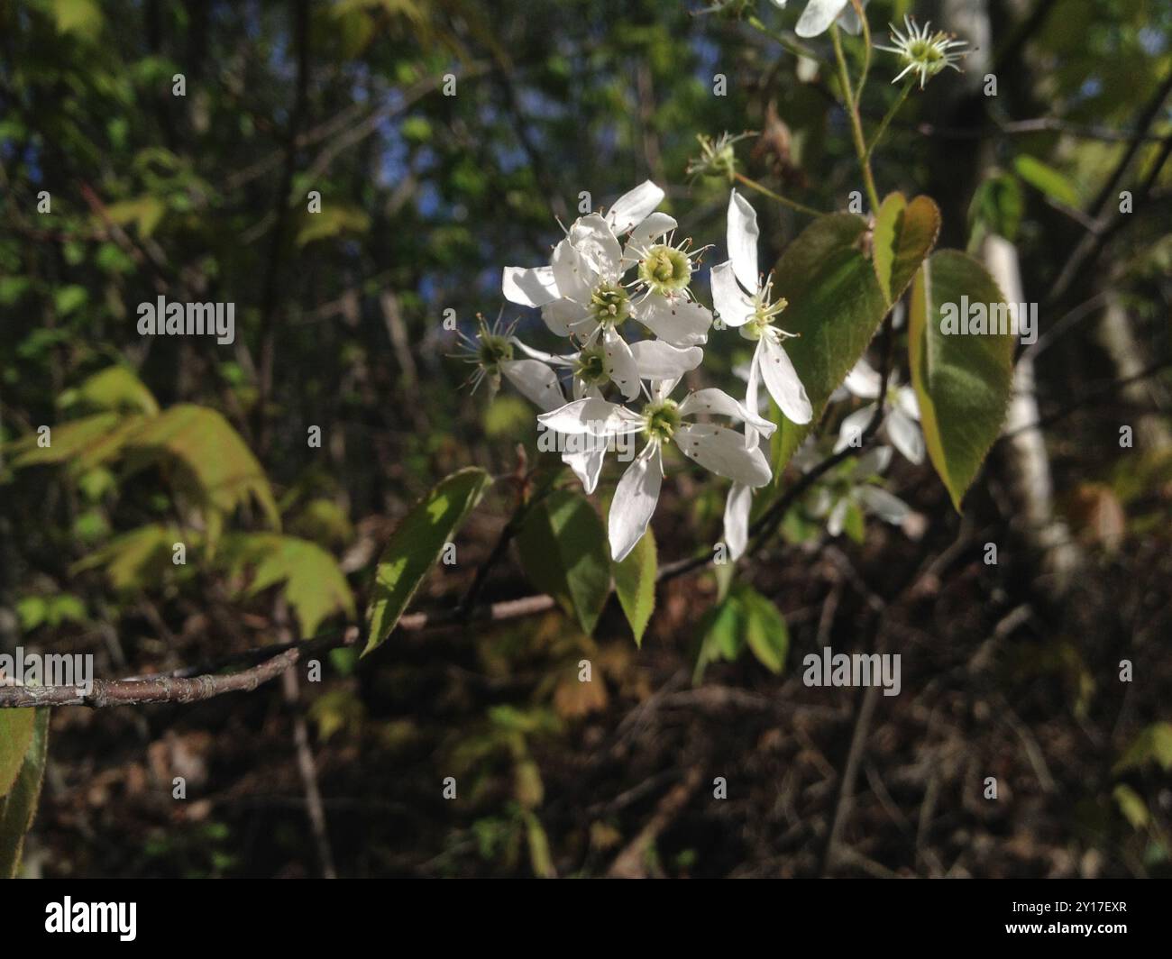 common serviceberry (Amelanchier arborea) Plantae Stock Photo - Alamy
