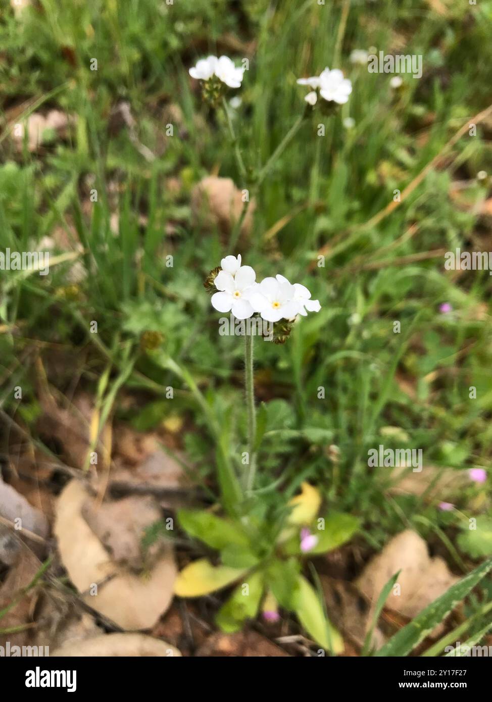 Rusty Popcornflower (Plagiobothrys nothofulvus) Plantae Stock Photo - Alamy