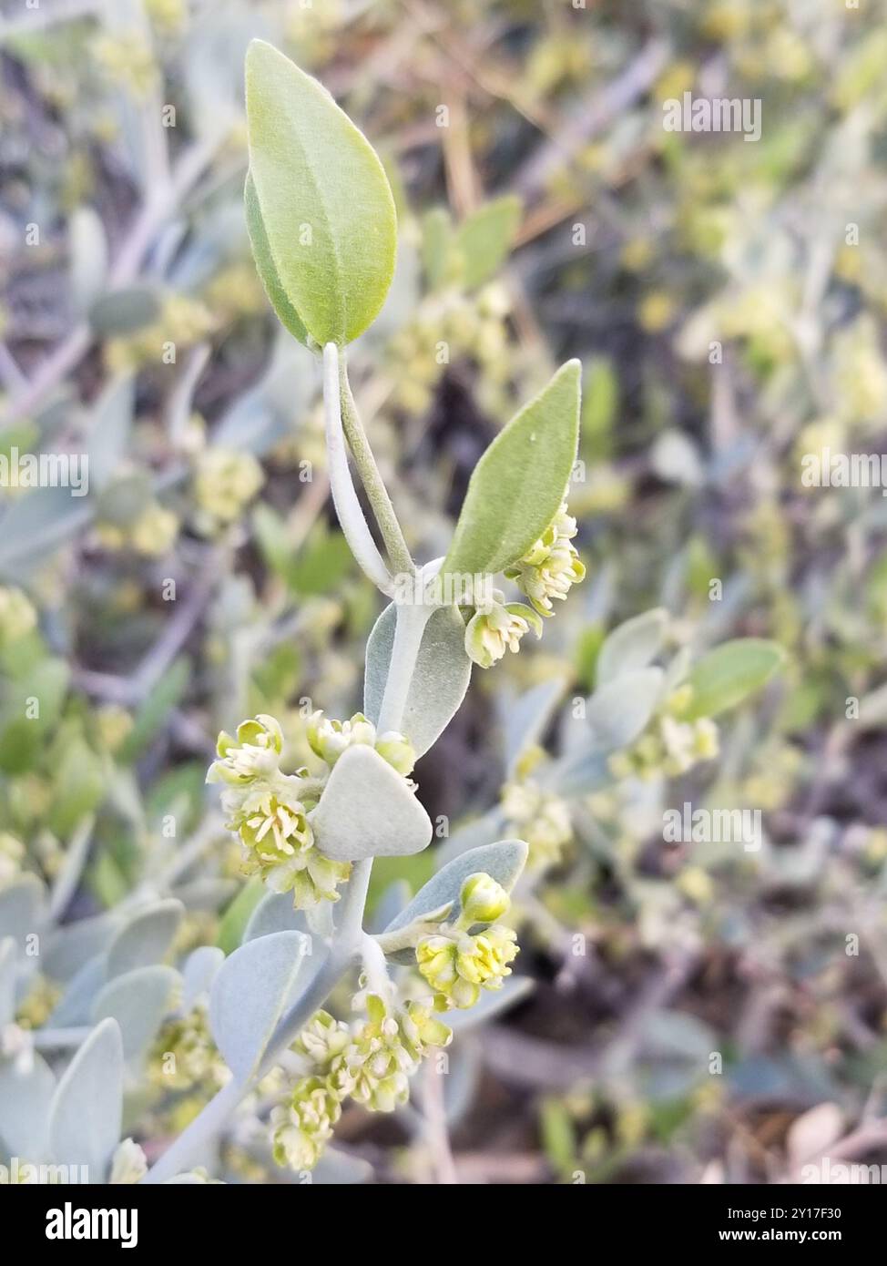 jojoba (Simmondsia chinensis) Plantae Stock Photo - Alamy