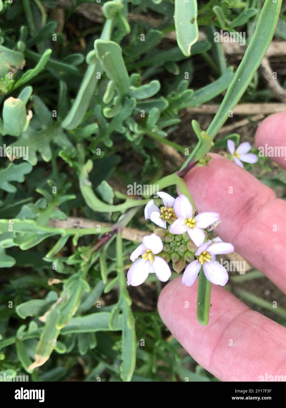European Searocket (Cakile maritima) Plantae Stock Photo - Alamy