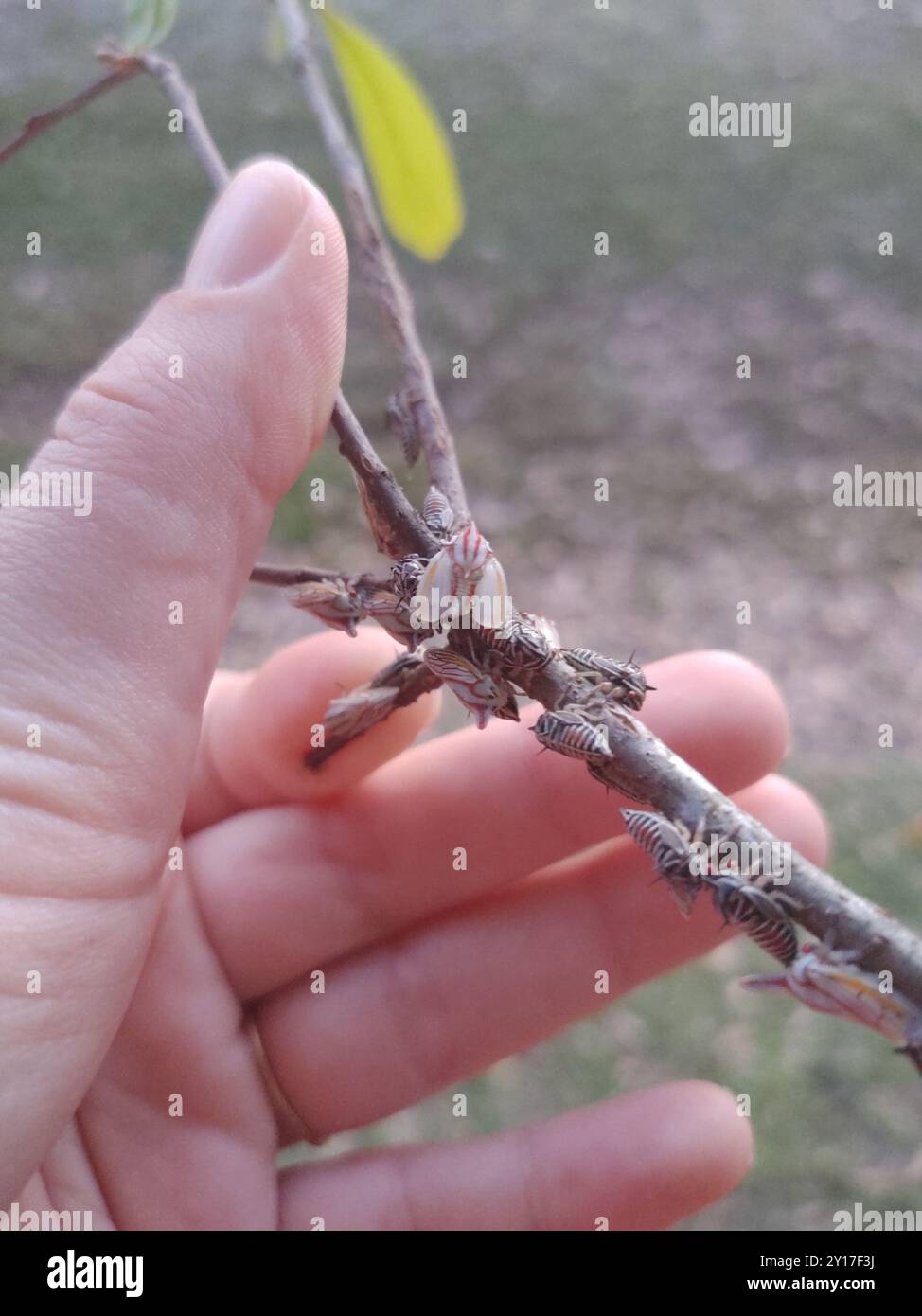 Oak Treehopper (Platycotis vittata) Insecta Stock Photo - Alamy