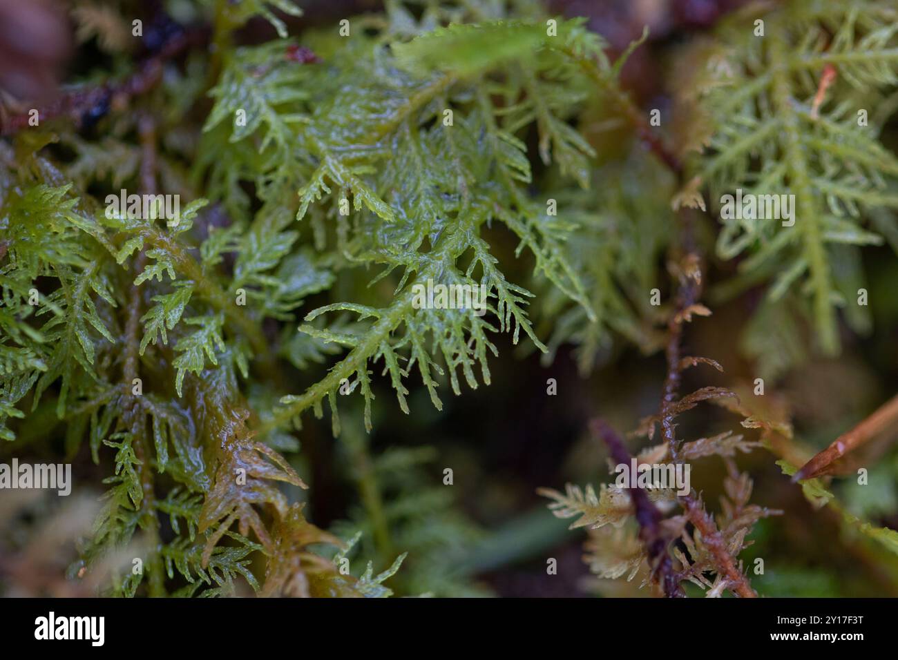 delicate fern moss (Thuidium delicatulum) Plantae Stock Photo - Alamy