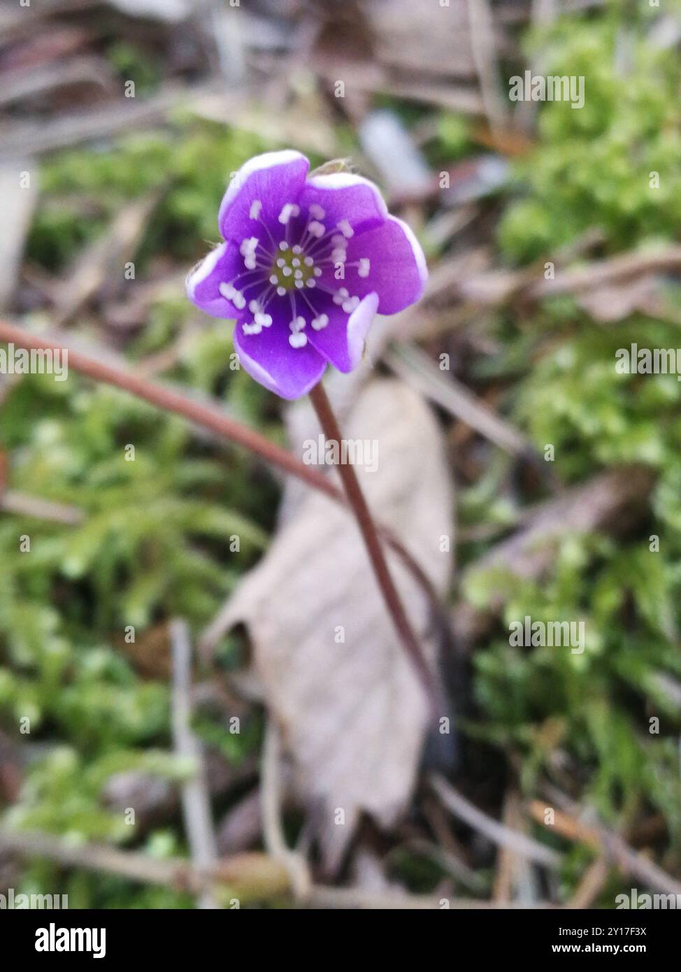 Liverleaf (Hepatica nobilis) Plantae Stock Photo - Alamy