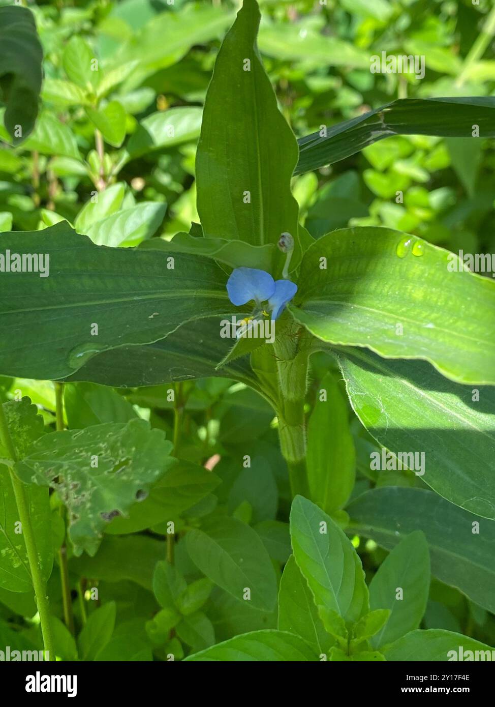 tropical spiderwort (Commelina benghalensis) Plantae Stock Photo - Alamy