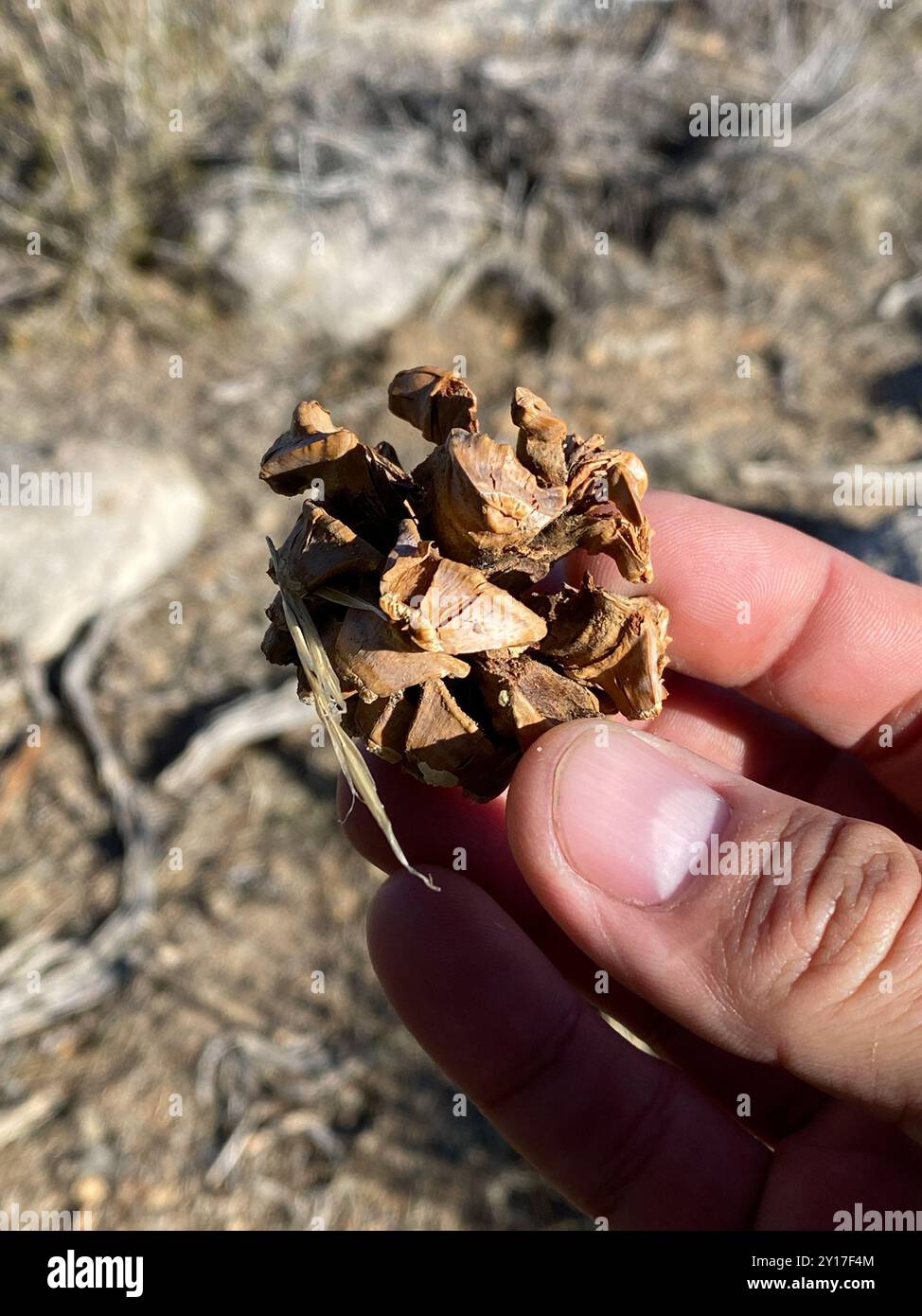 singleleaf pinyon (Pinus monophylla) Plantae Stock Photo - Alamy