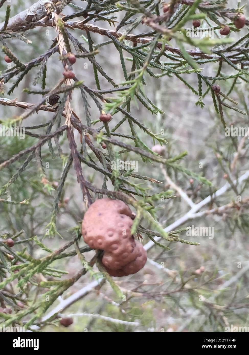 juniper-apple rust (Gymnosporangium juniperi-virginianae) Fungi Stock ...