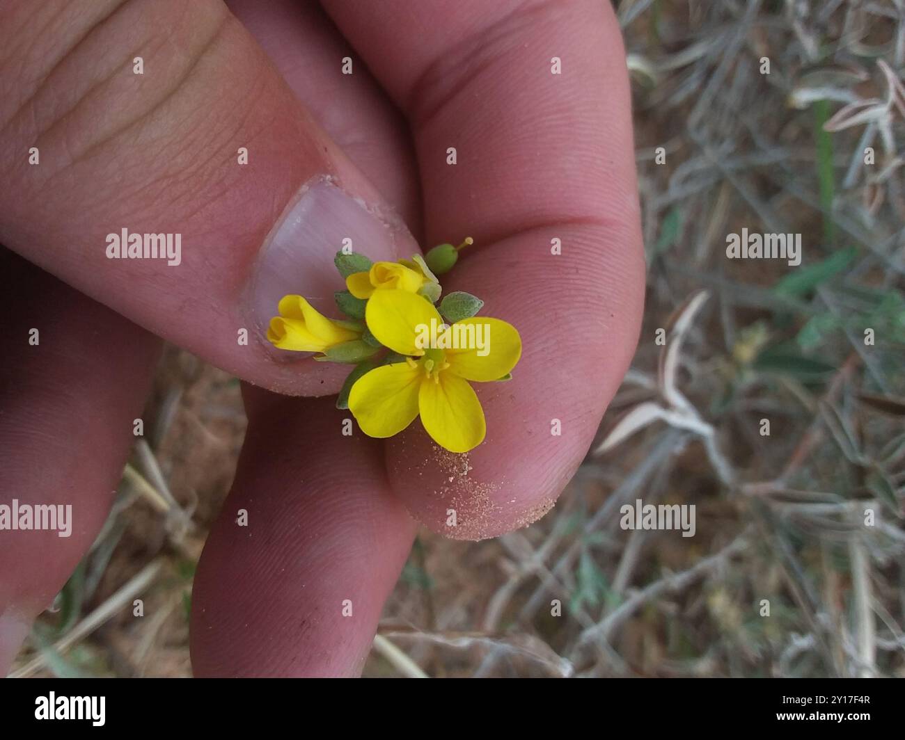 Gordon's bladderpod (Physaria gordonii) Plantae Stock Photo - Alamy