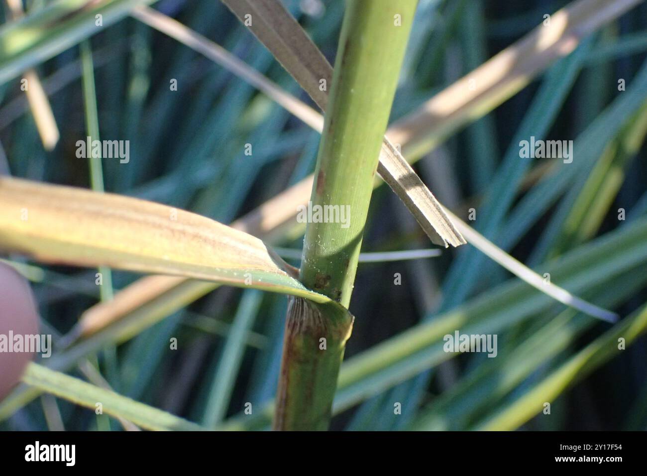 Swamp Sawgrass (Cladium mariscus) Plantae Stock Photo - Alamy