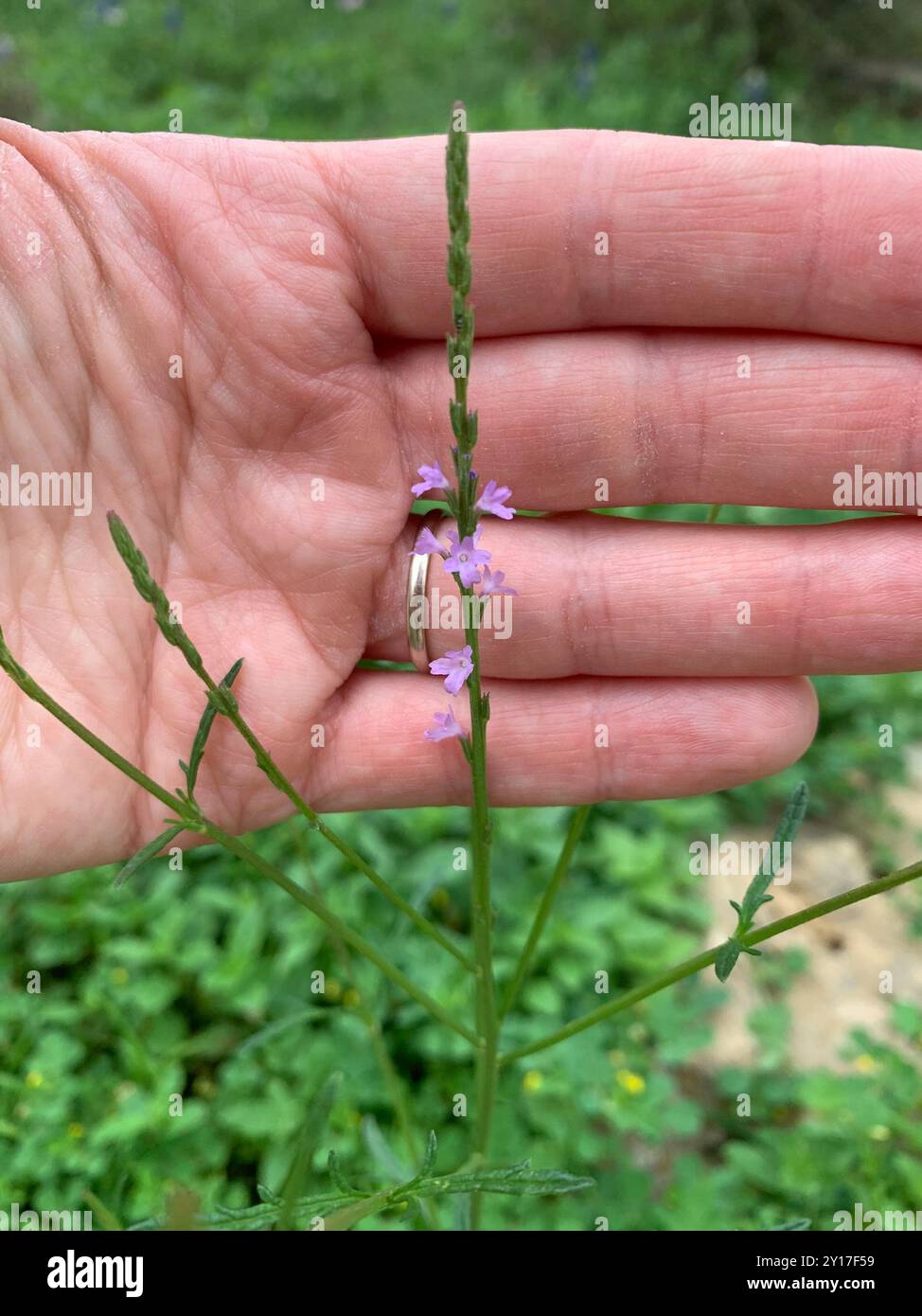 Texas vervain (Verbena halei) Plantae Stock Photo - Alamy