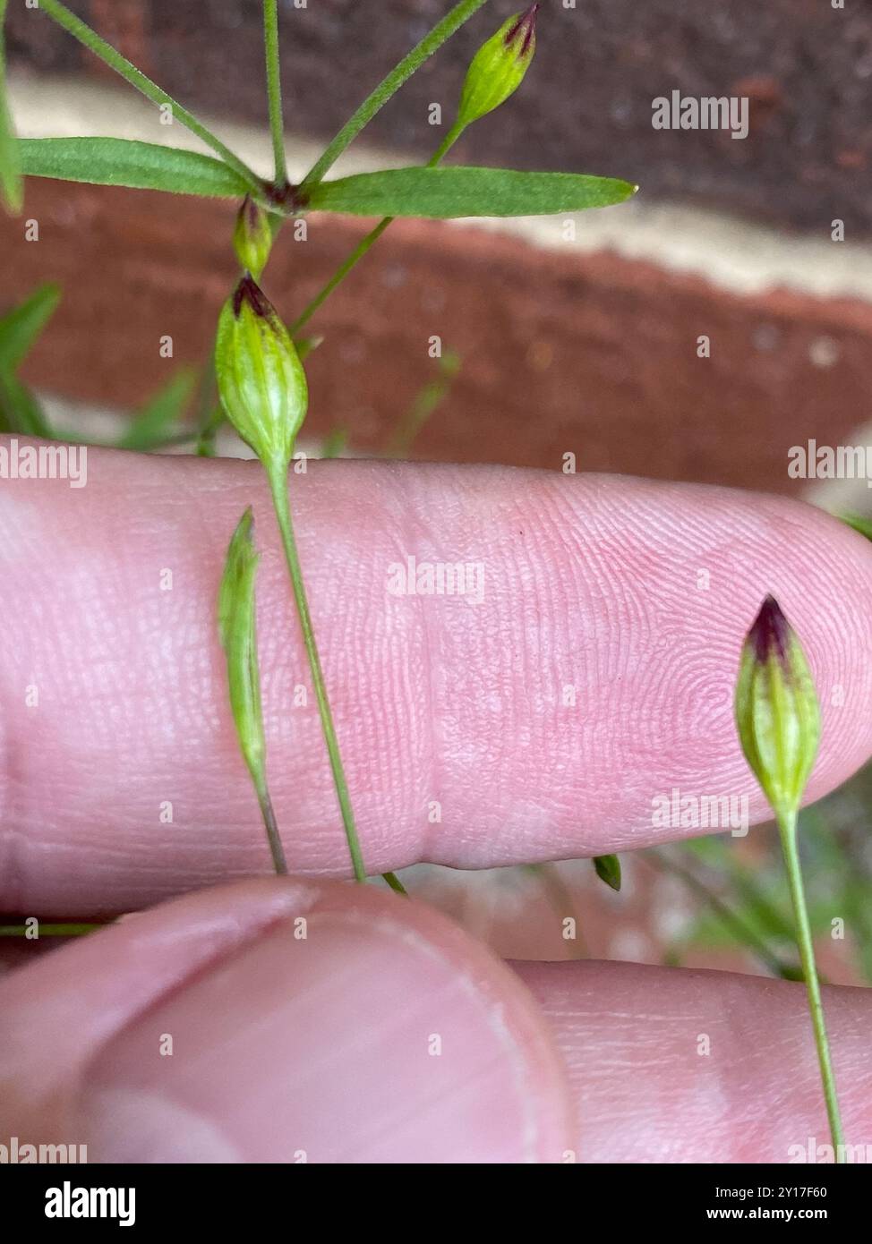 sleepy catchfly (Silene antirrhina) Plantae Stock Photo - Alamy