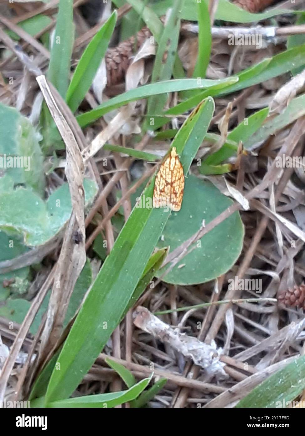Sparganothis Fruitworm Moth (Sparganothis sulfureana) Insecta Stock ...