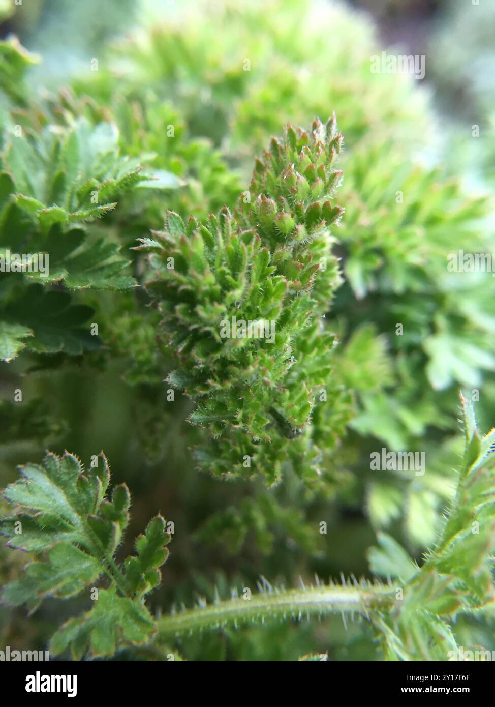 carrot family (Apiaceae) Plantae Stock Photo - Alamy