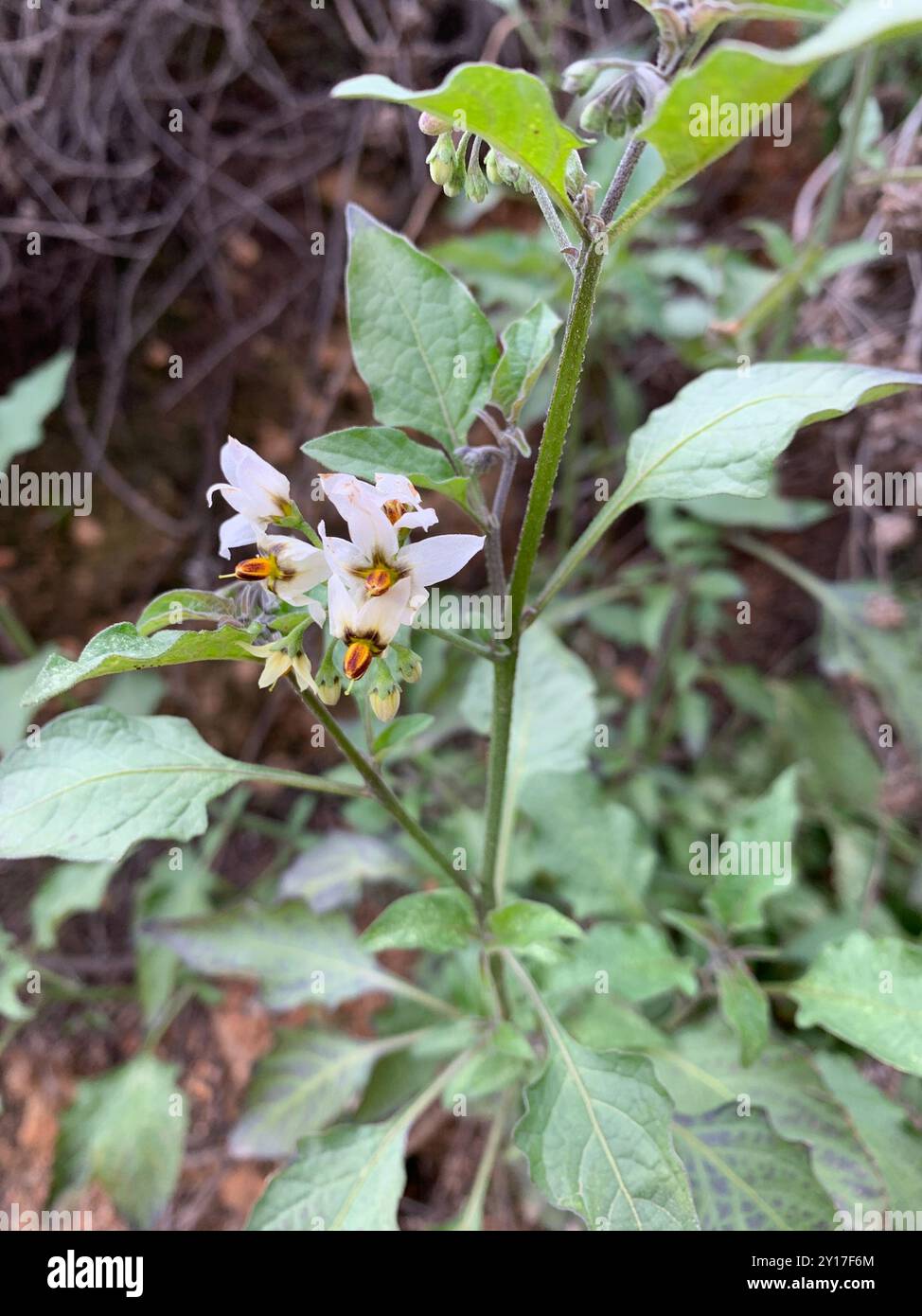 greenspot nightshade (Solanum douglasii) Plantae Stock Photo - Alamy