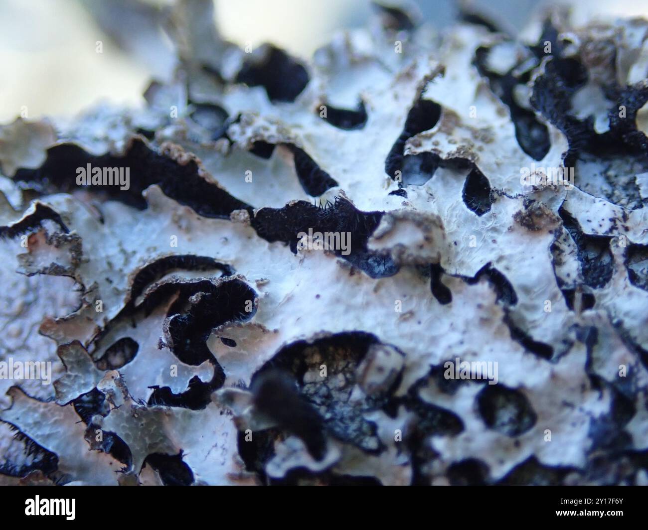 shield lichen (Parmelia sulcata) Fungi Stock Photo - Alamy
