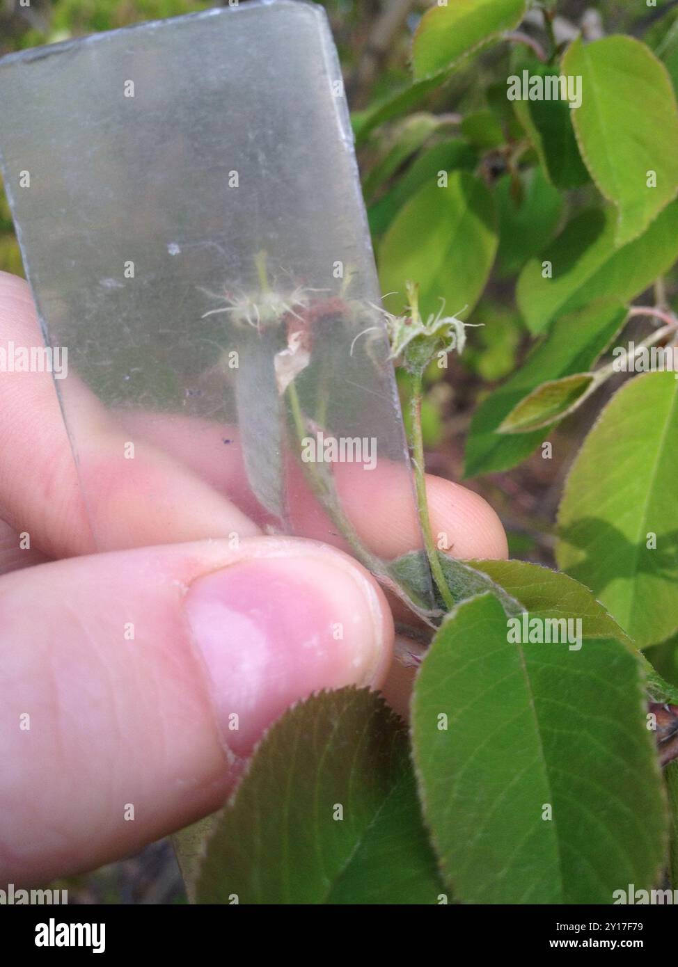 Running Serviceberry (Amelanchier stolonifera) Plantae Stock Photo - Alamy
