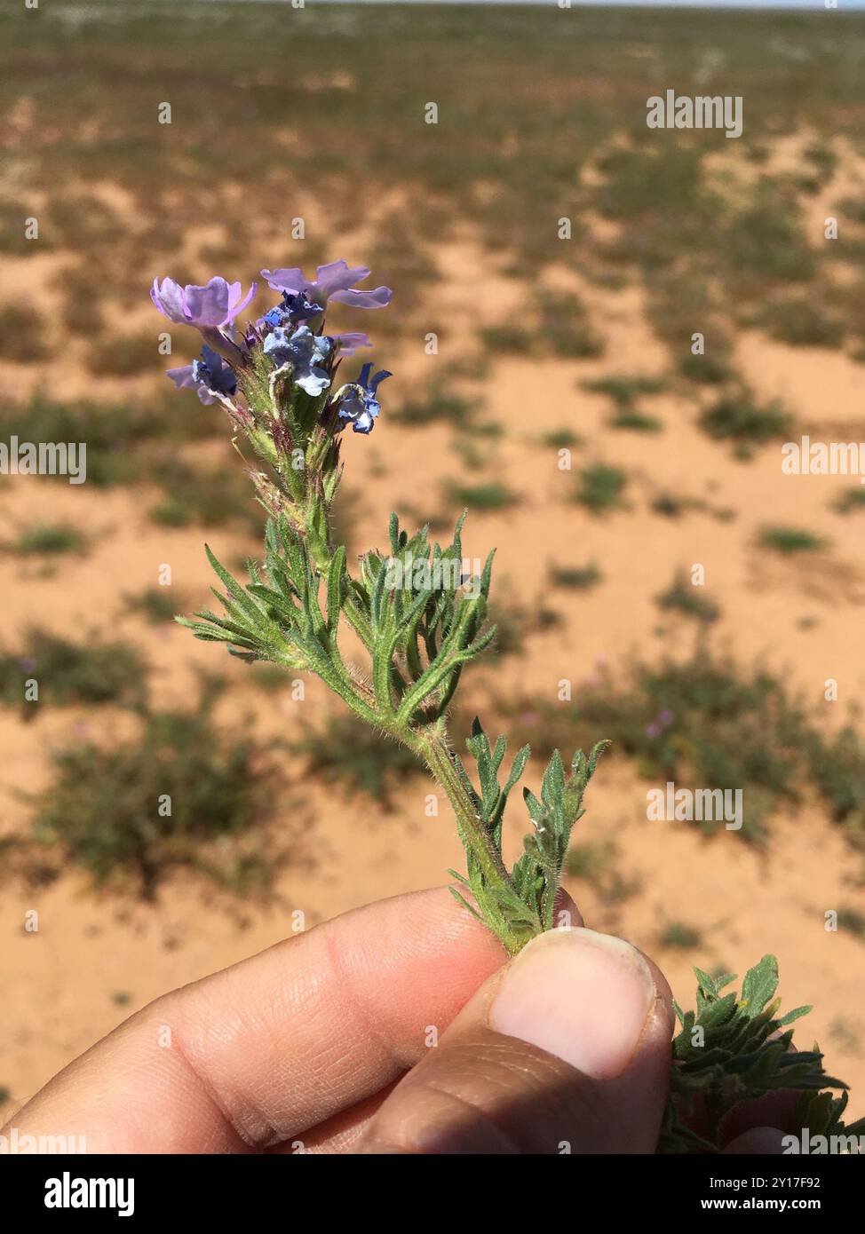 Broad-Lobe Mock Vervain (Glandularia latilobata) Plantae Stock Photo ...
