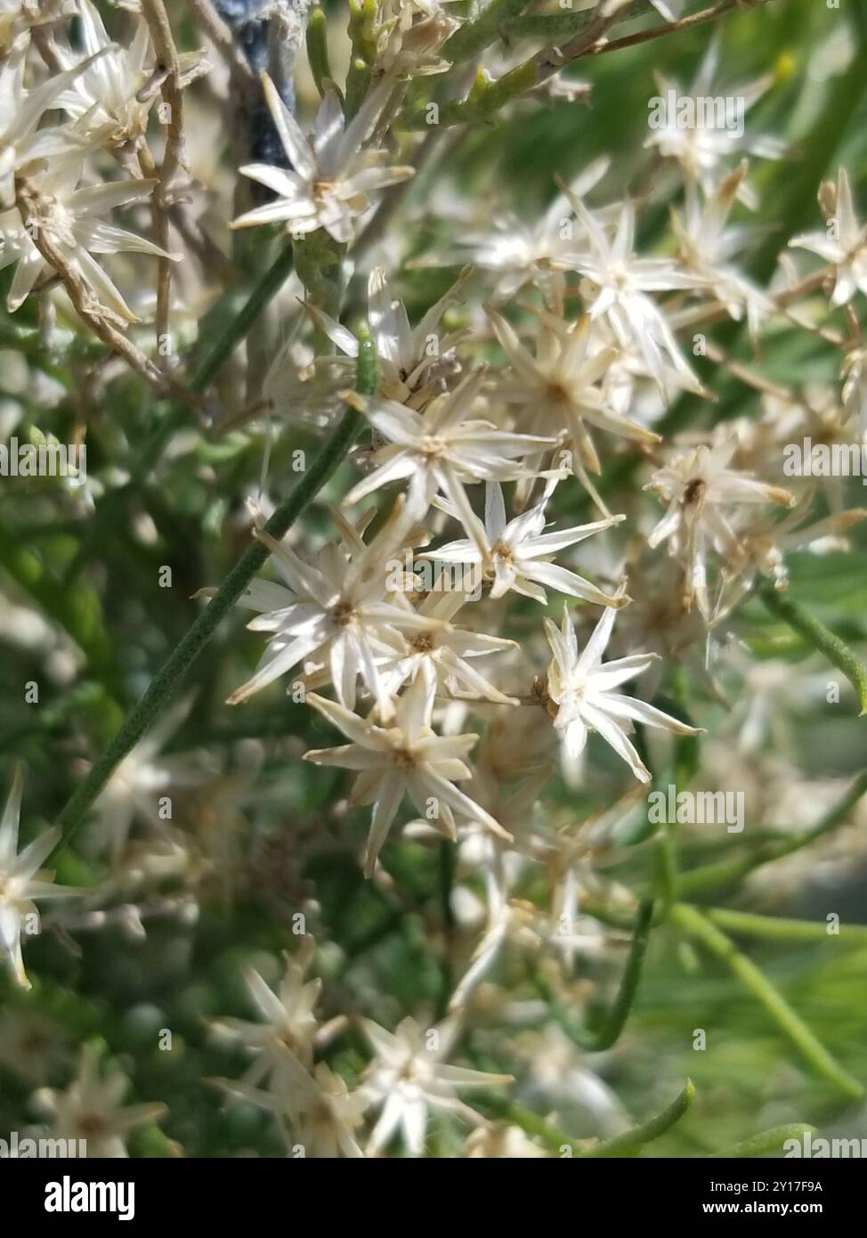 Black-banded Rabbitbrush (Ericameria paniculata) Plantae Stock Photo ...