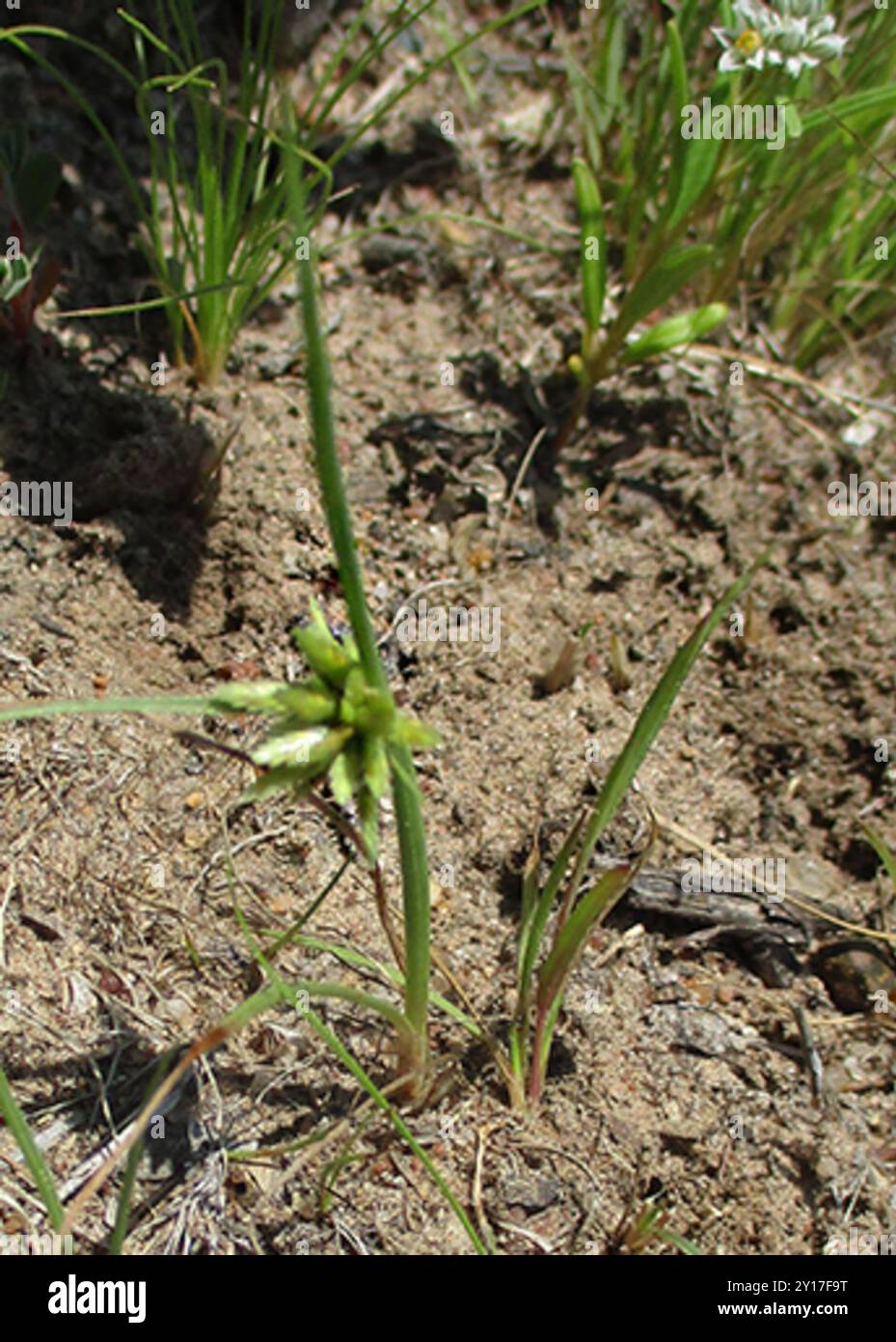 sedges (Cyperaceae) Plantae Stock Photo - Alamy