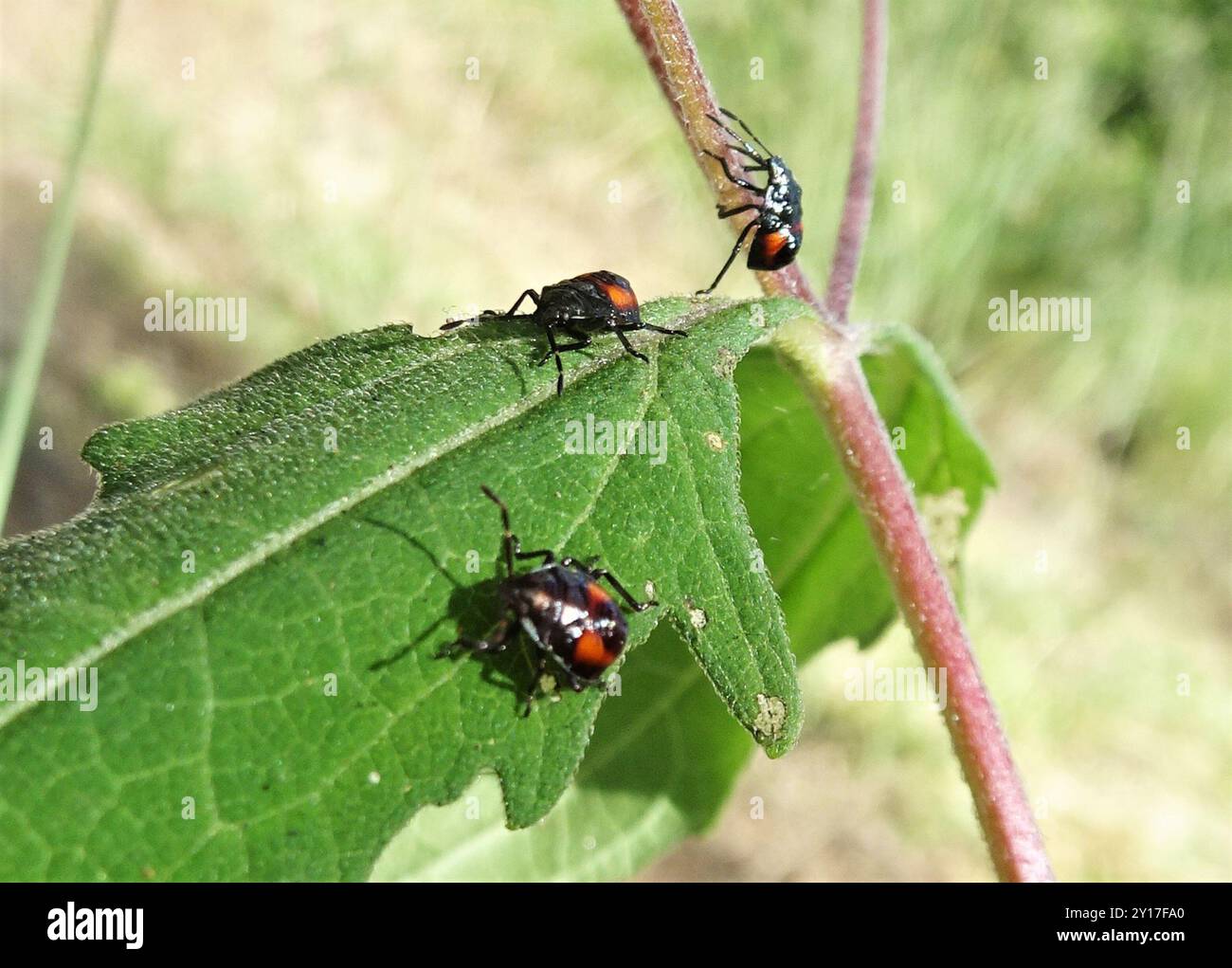 Predatory Stink Bugs (Asopinae) Insecta Stock Photo - Alamy