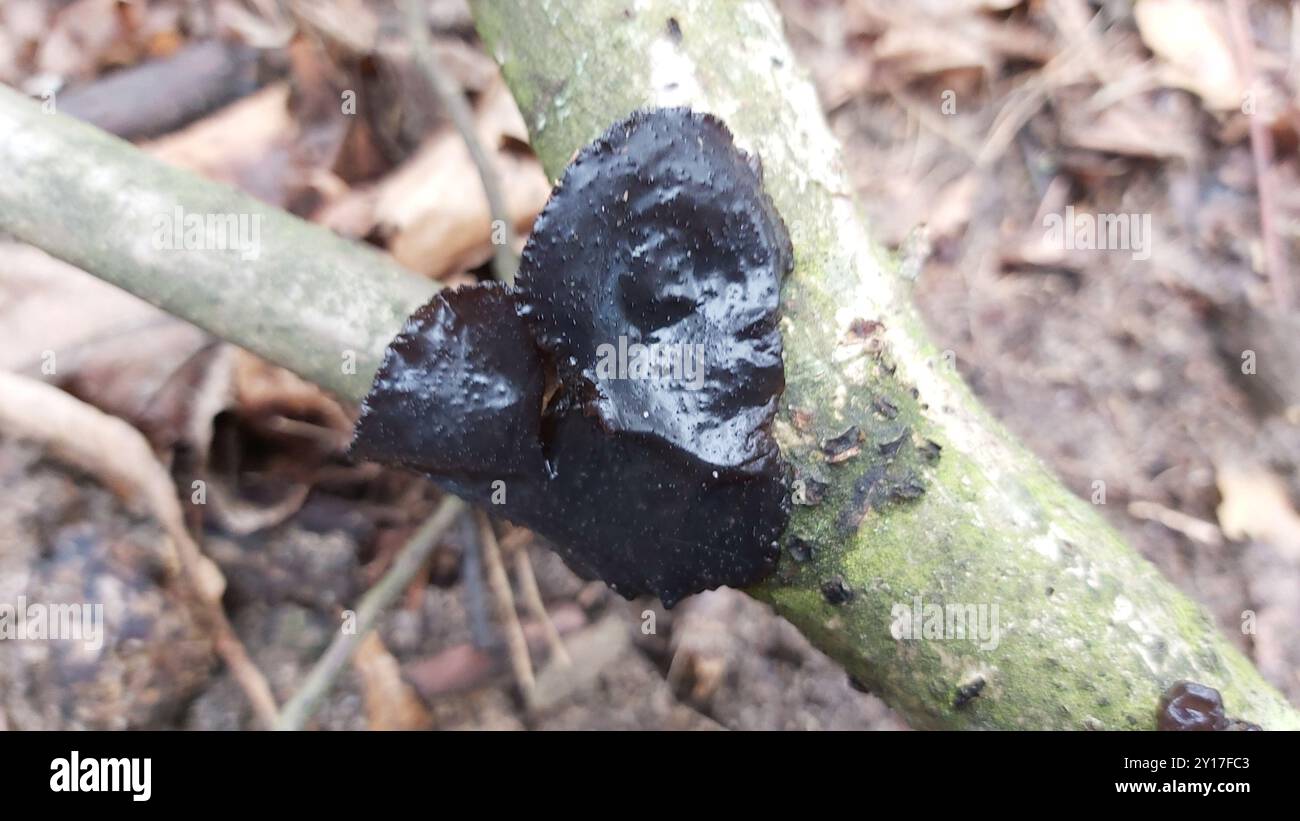 amber jelly fungus (Exidia recisa) Fungi Stock Photo - Alamy