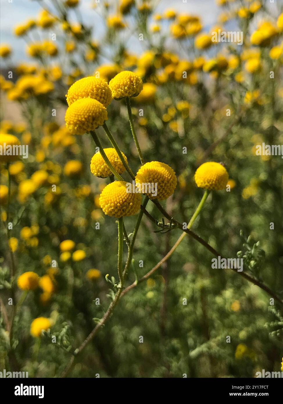 stinknet (Oncosiphon pilulifer) Plantae Stock Photo - Alamy