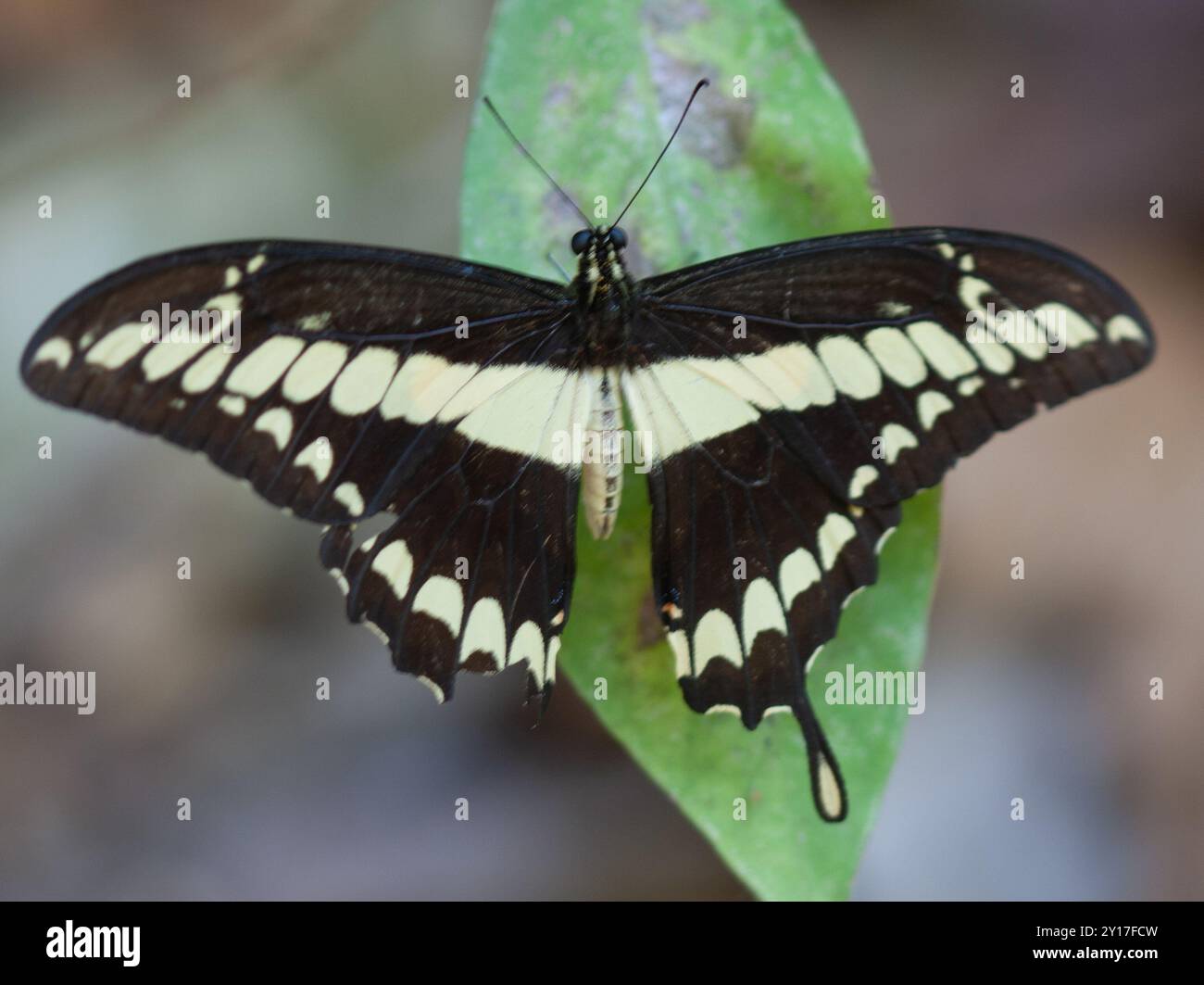 (Heraclides thoas autocles) Insecta Stock Photo - Alamy