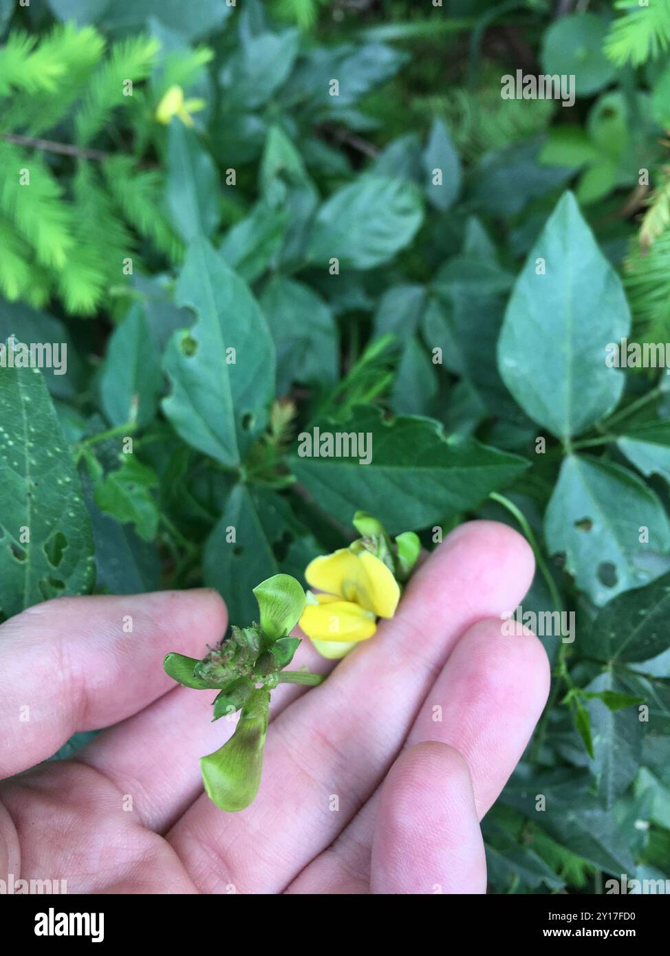 Wild Cowpea (Vigna luteola) Plantae Stock Photo - Alamy