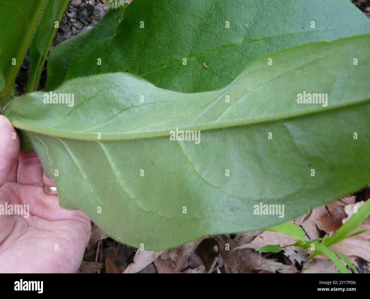 wild comfrey (Andersonglossum virginianum) Plantae Stock Photo - Alamy