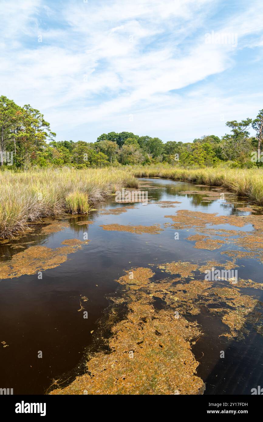 Marsh area at the Currituck Banks Estuaine maritime forest hiking area ...