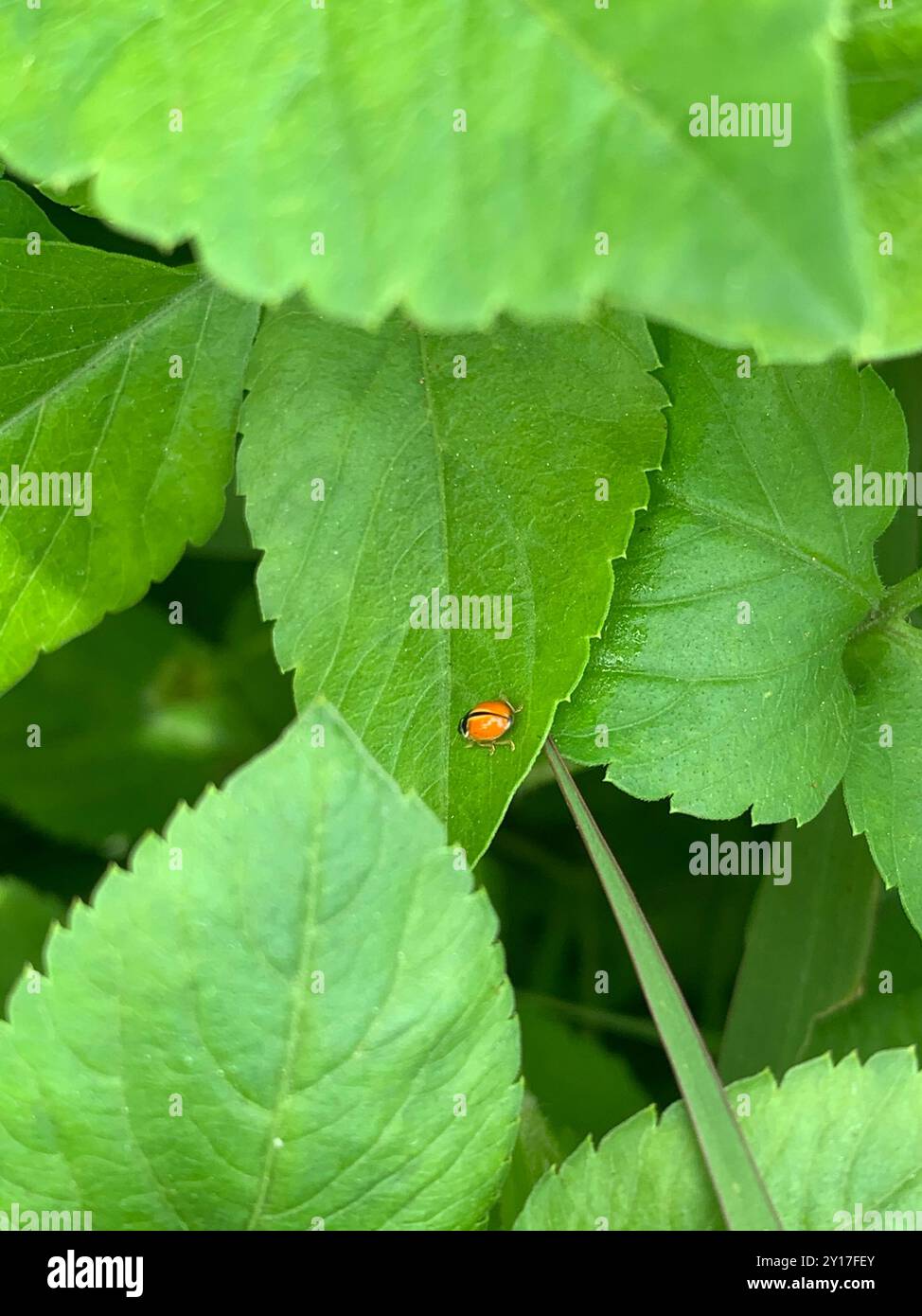 Turtle Vein Lady Beetle (Propylea japonica) Insecta Stock Photo - Alamy