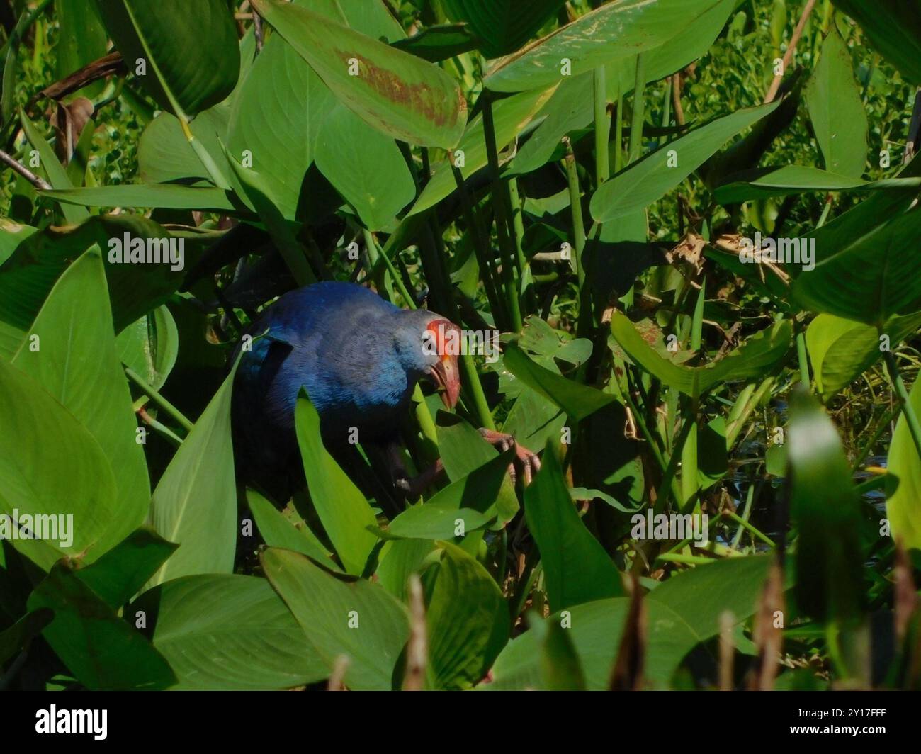 alligator flag (Thalia geniculata) Plantae Stock Photo - Alamy