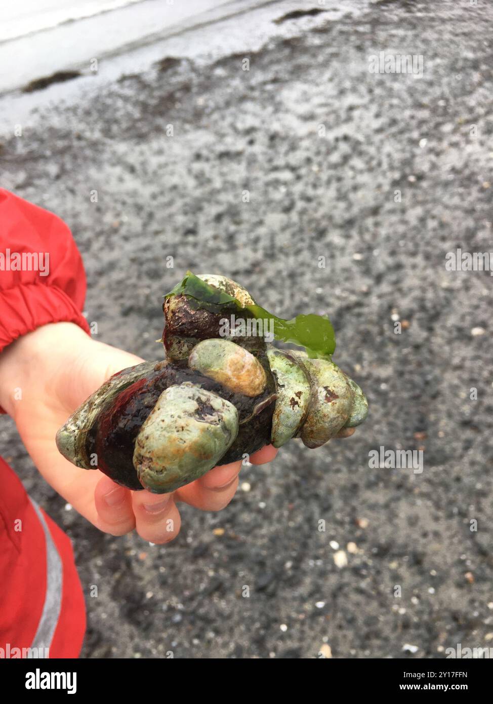 Common Atlantic Slippersnail (Crepidula fornicata) Mollusca Stock Photo ...