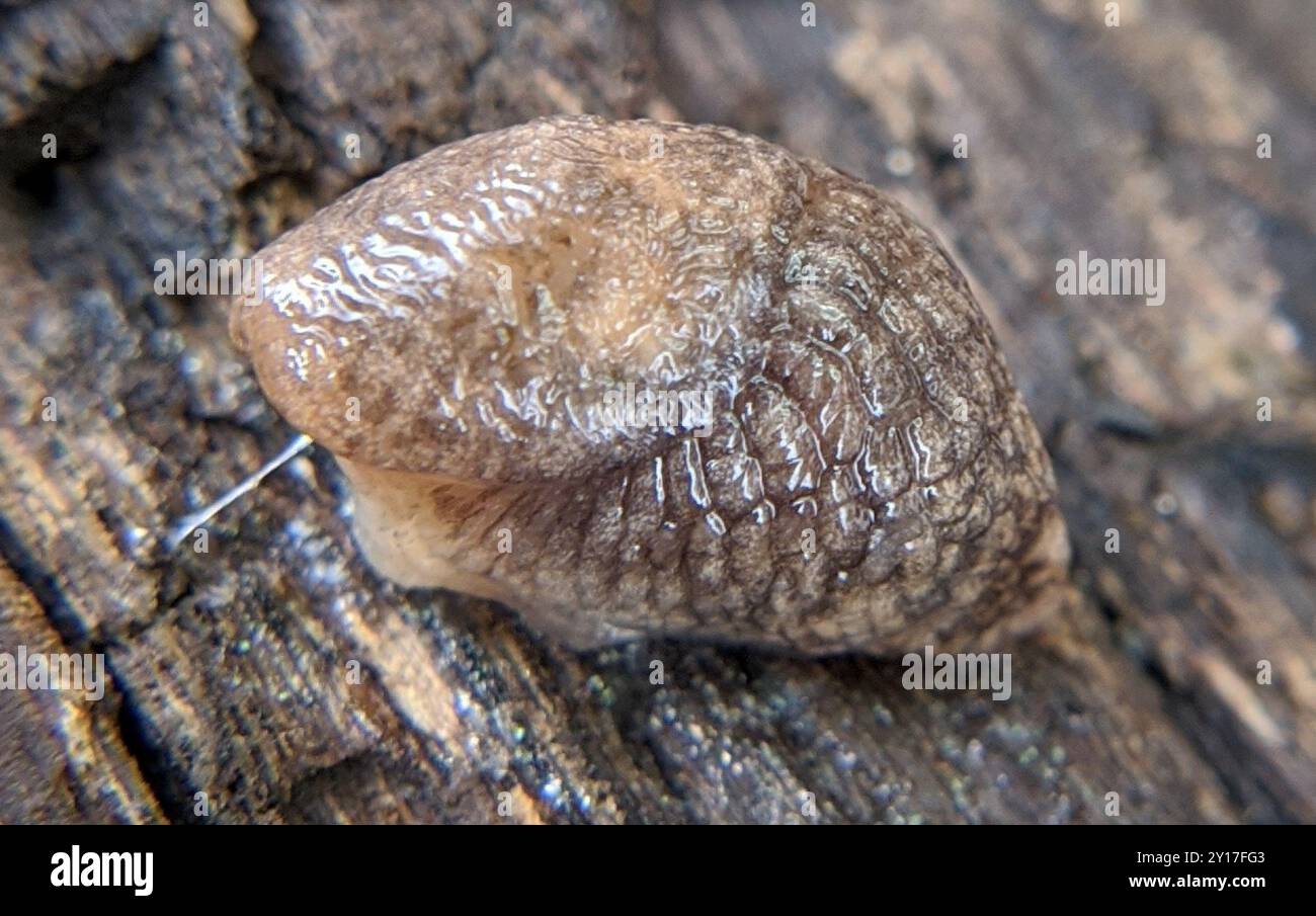 Milky Slug (Deroceras reticulatum) Mollusca Stock Photo - Alamy