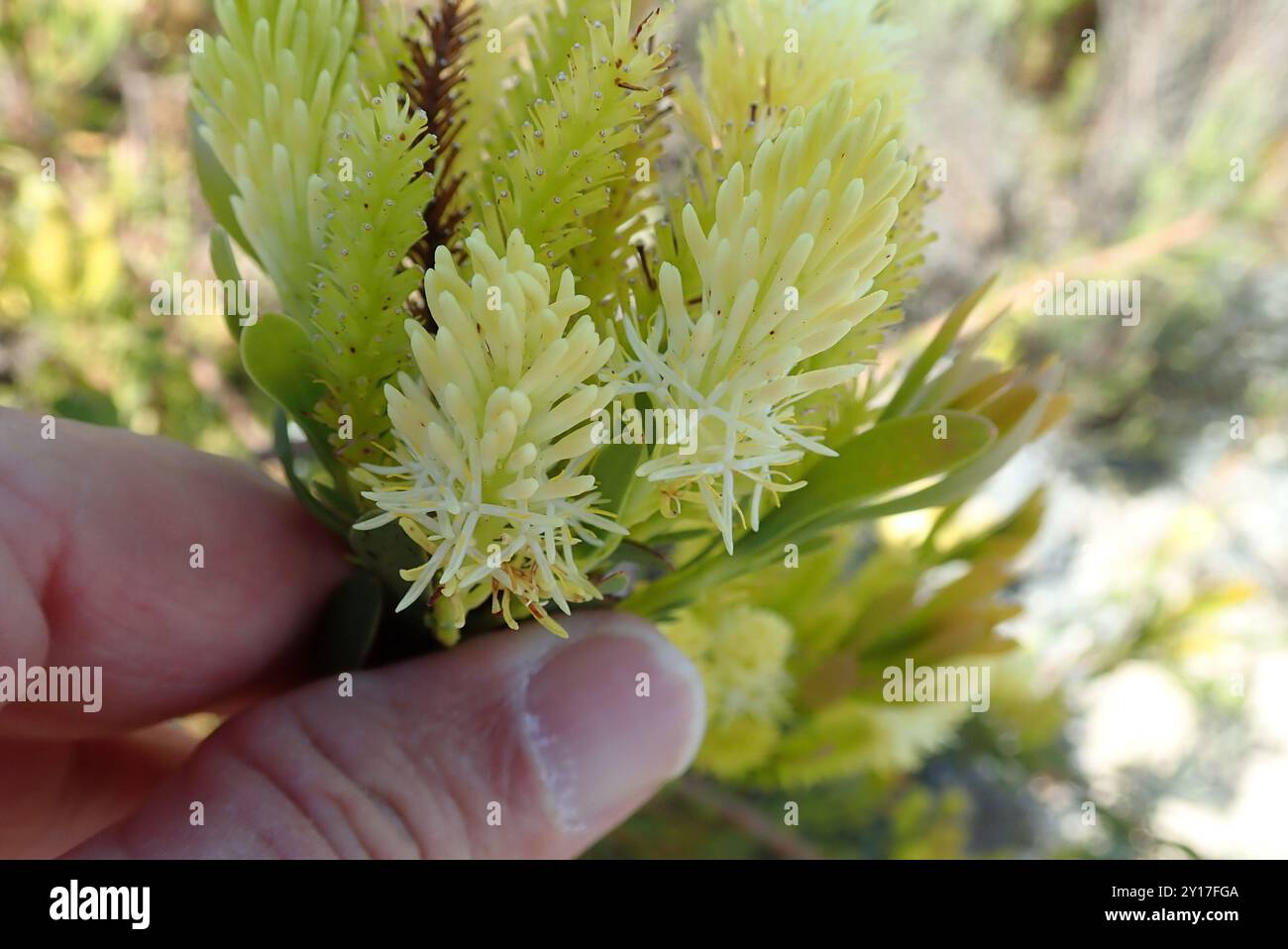 Broadleaf Featherbush (Aulax umbellata) Plantae Stock Photo - Alamy