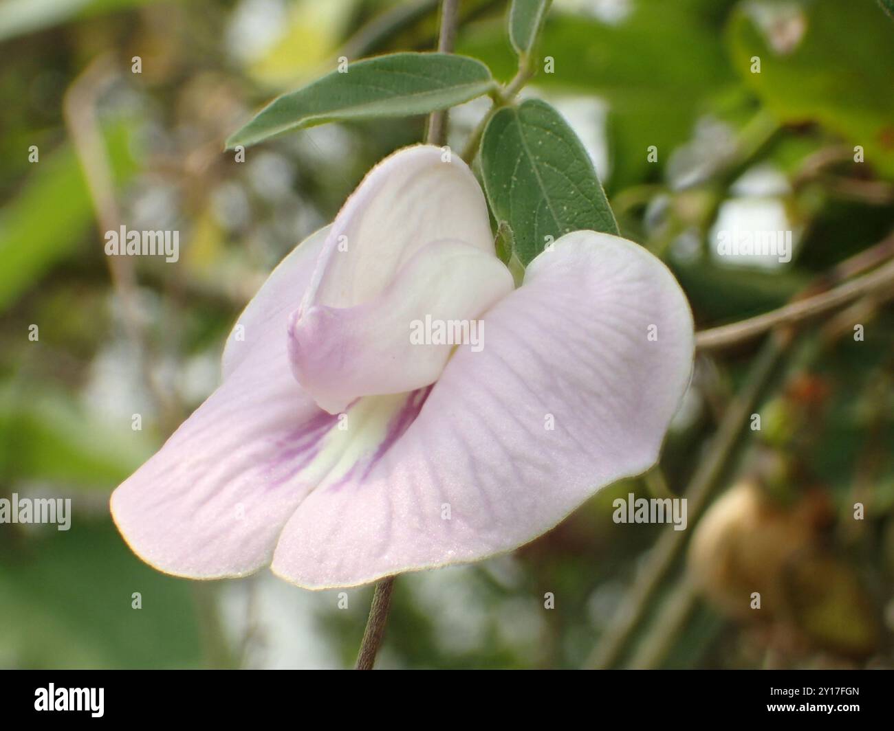 Sentro (Centrosema pubescens) Plantae Stock Photo - Alamy