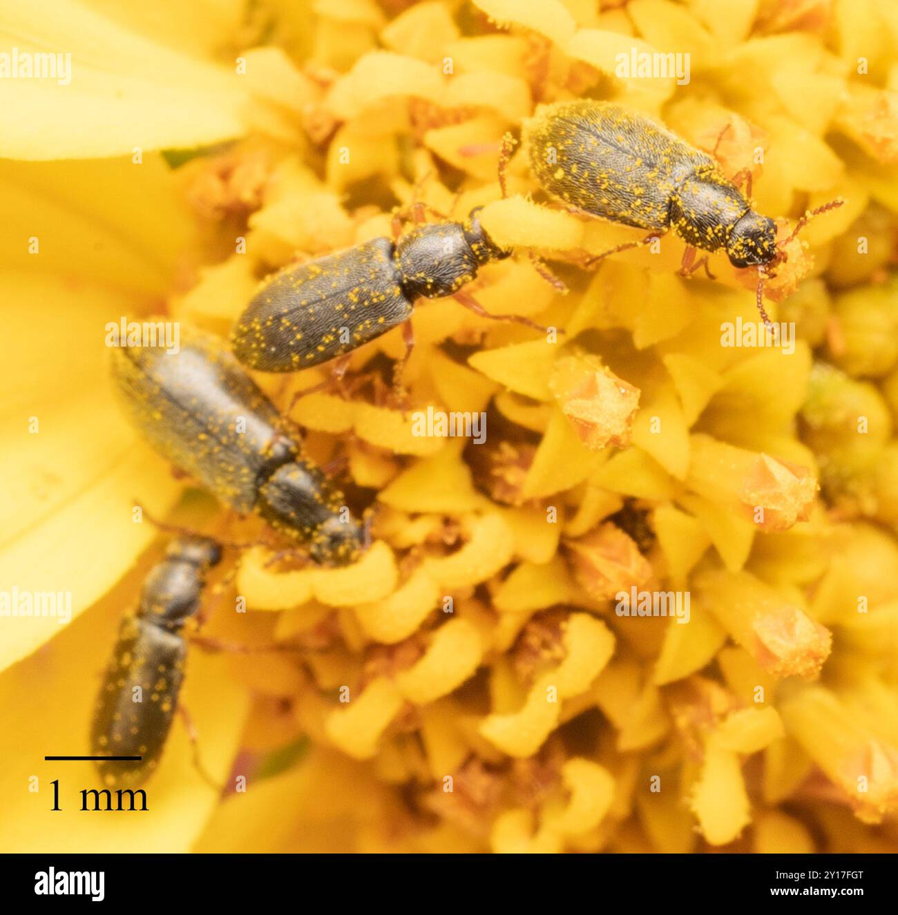 Soft-winged Flower Beetles (Melyridae) Insecta Stock Photo - Alamy