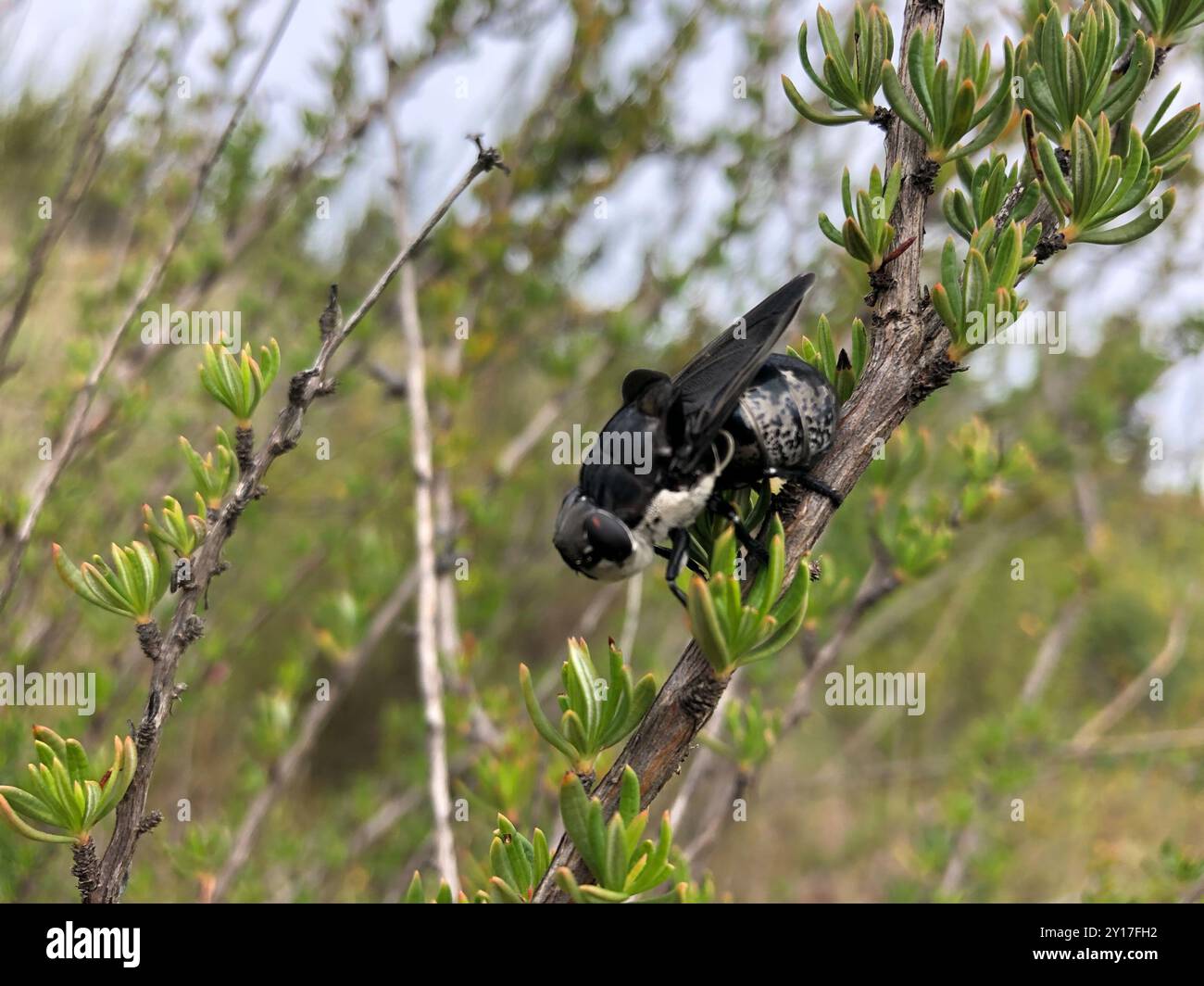 Cuterebra hi-res stock photography and images - Alamy