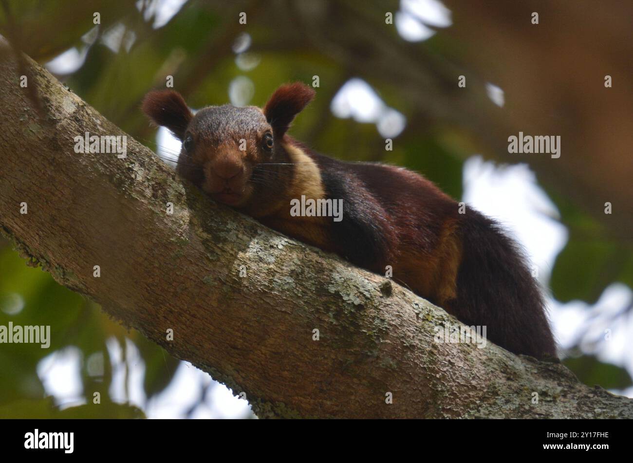Indian Giant Squirrel (Ratufa indica) Mammalia Stock Photo - Alamy