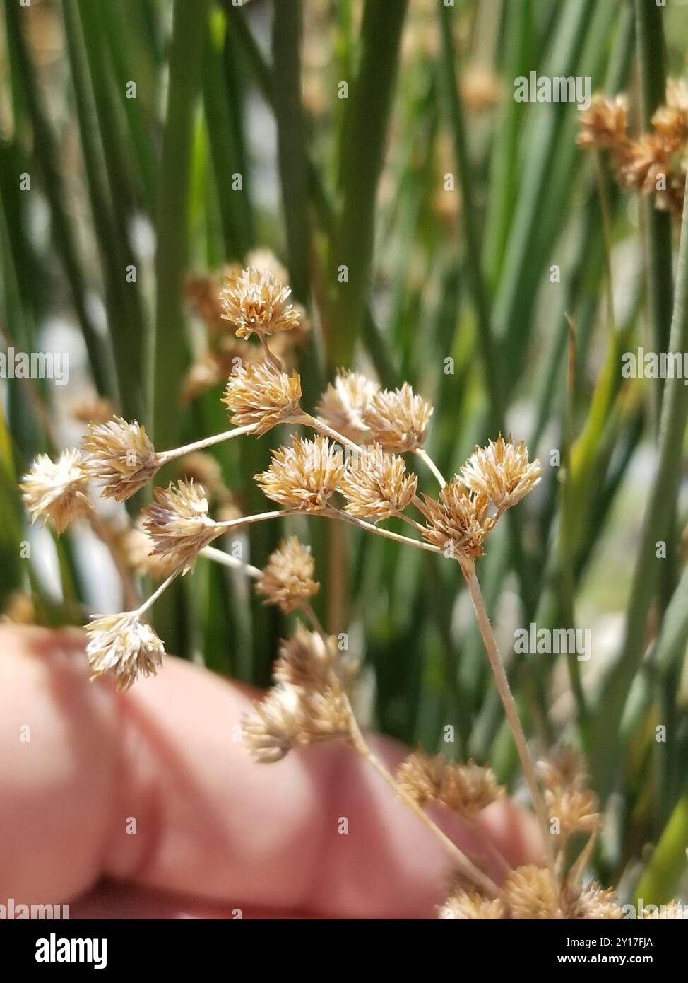 Baltic Rush (Juncus balticus) Plantae Stock Photo - Alamy