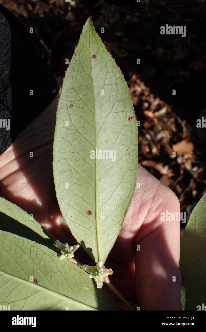 Swamp Dog-laurel (Leucothoe axillaris) Plantae Stock Photo - Alamy
