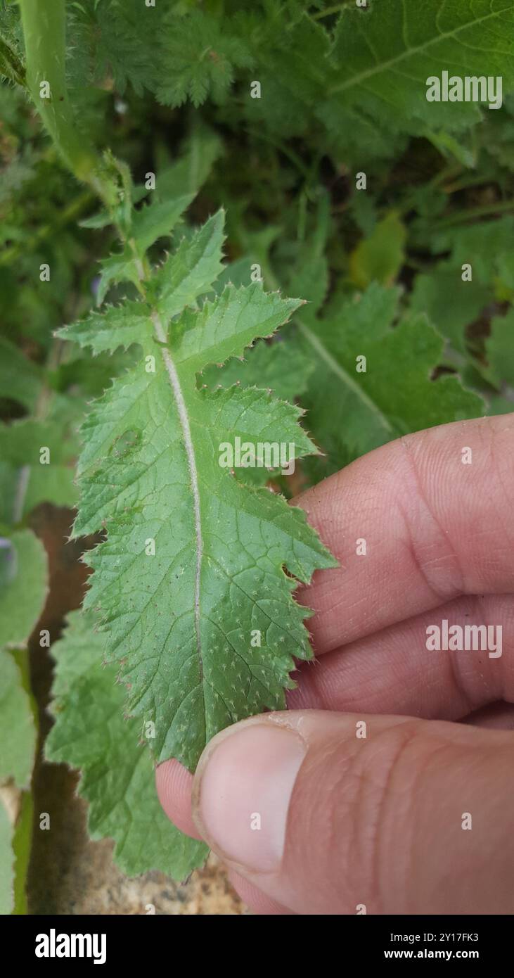 Saharan Mustard (Brassica tournefortii) Plantae Stock Photo - Alamy
