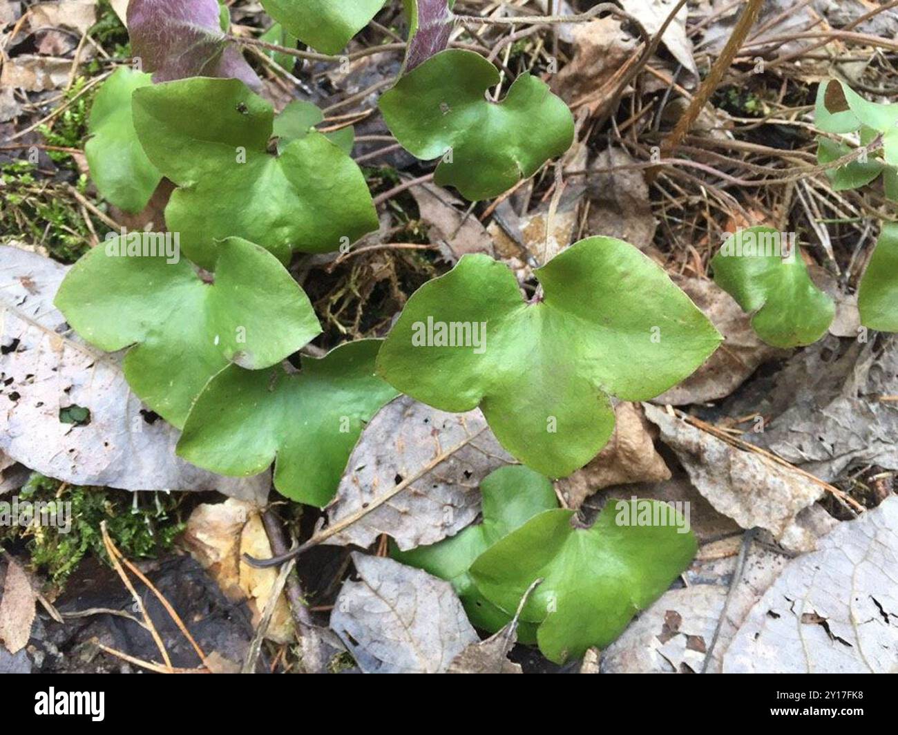 Liverleaf (Hepatica nobilis) Plantae Stock Photo - Alamy