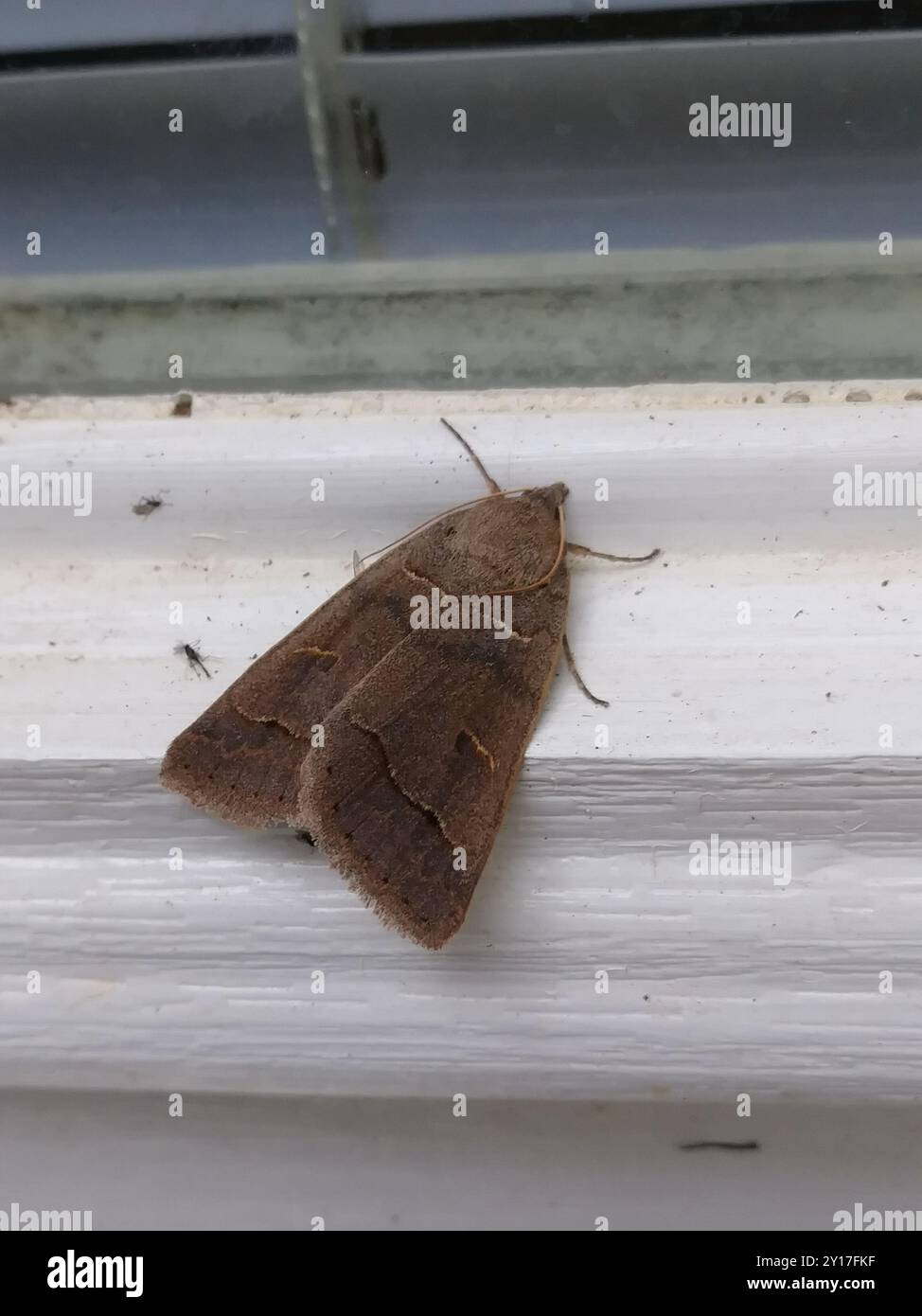 Common Oak Moth (Phoberia atomaris) Insecta Stock Photo - Alamy